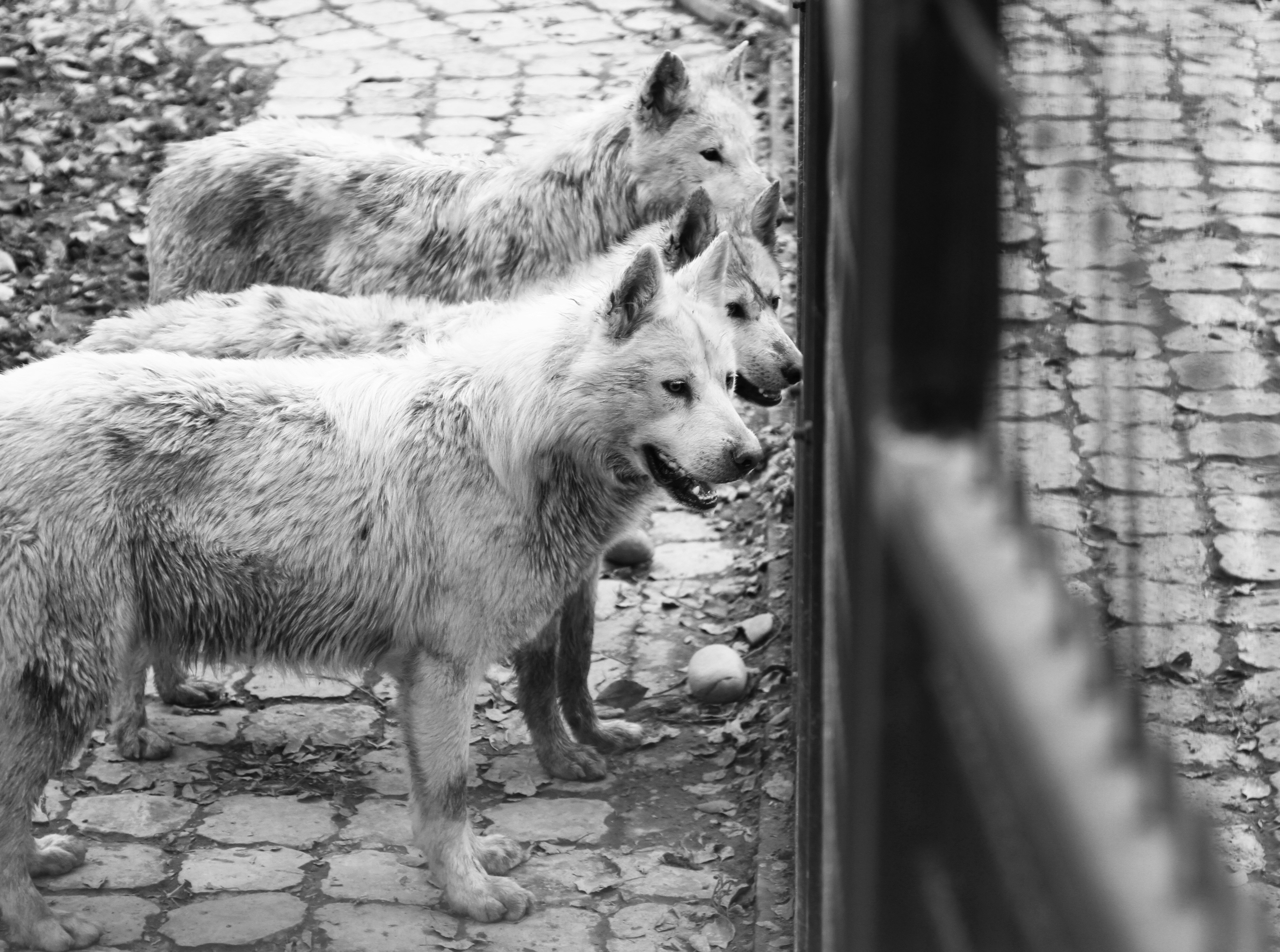 Three dogs stand along a cobblestone path beside a reflective barrier, their bodies facing left with alert expressions; the scene captures a moment of calm canine camaraderie. This is a black-and-white photograph.