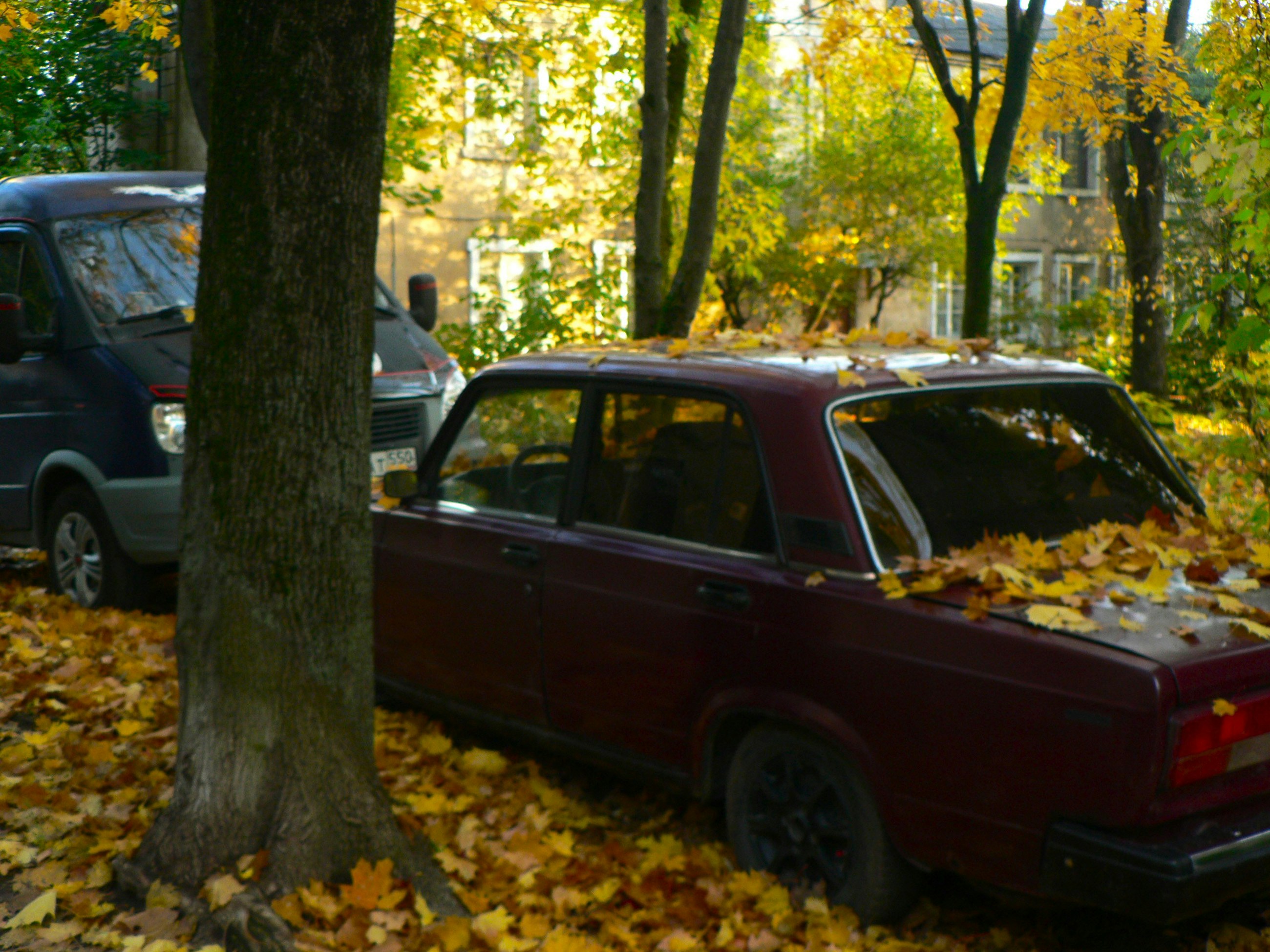 Autumn Matte: A maroon sedan tucked among gold-leaved ground cover