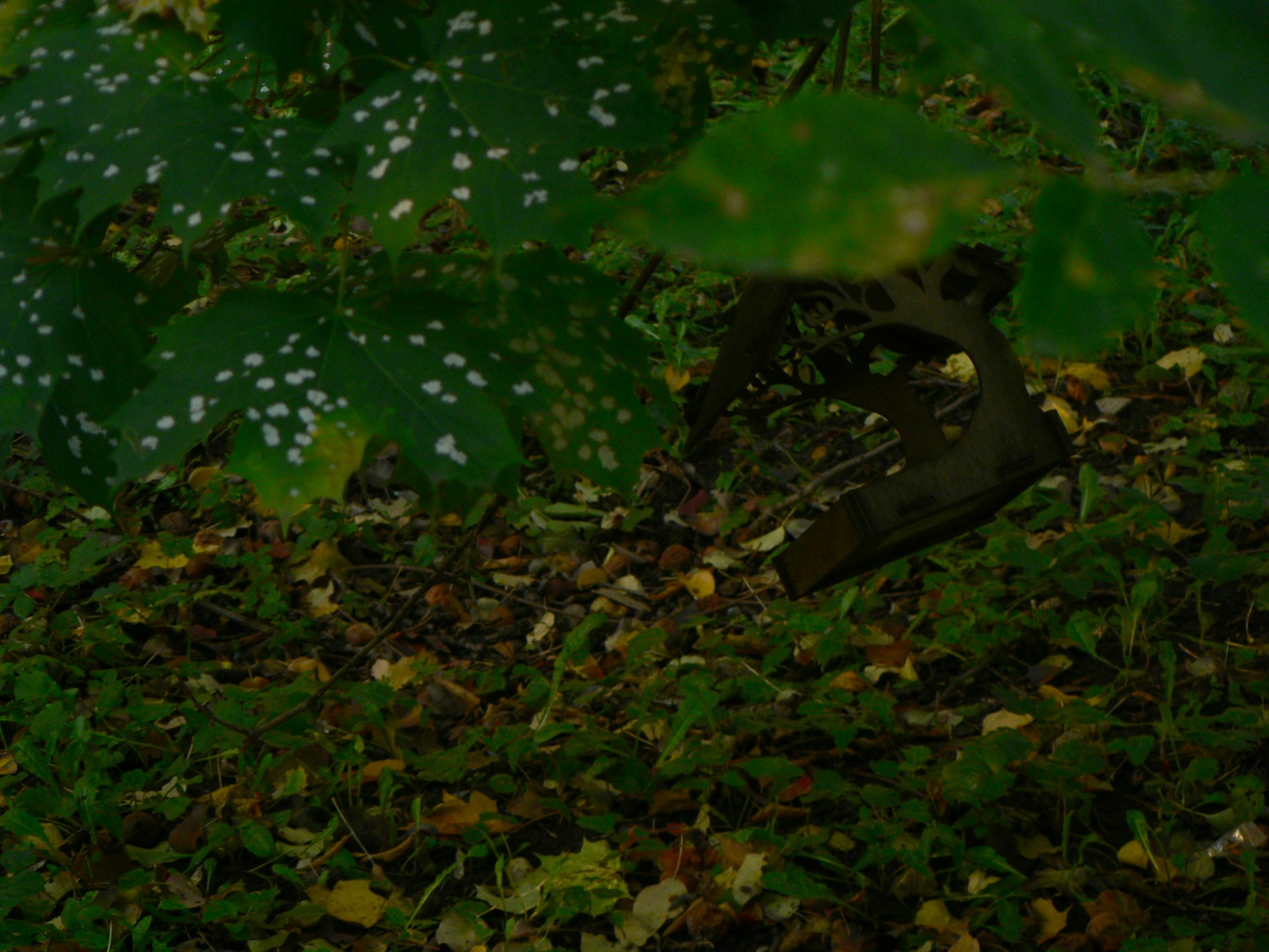  Quiet Garden Shade: A Bench Hidden Beneath Variegated Leaves