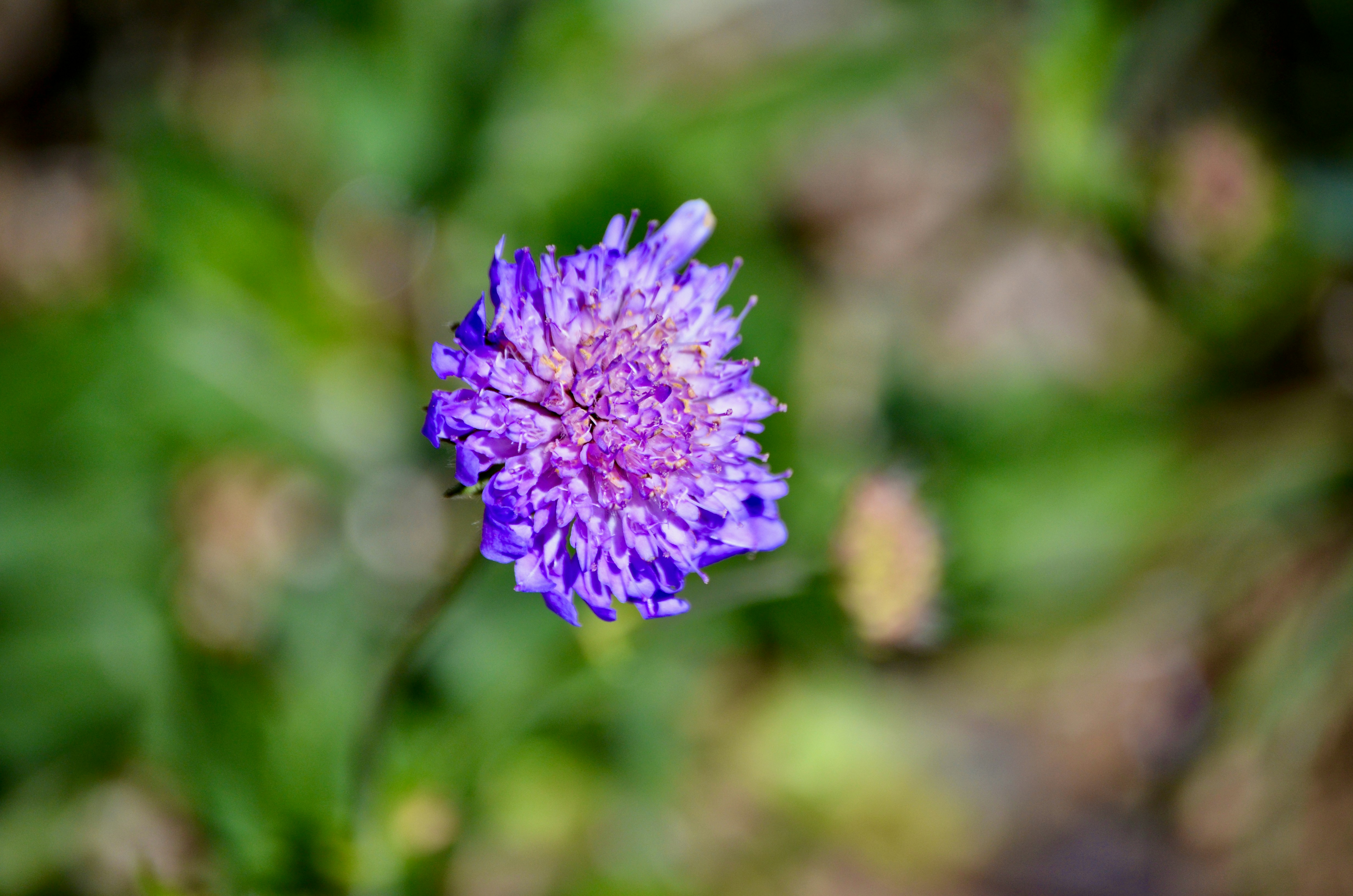 Purple Globe of Dawn: A Close-Up on a Lavender Blossom