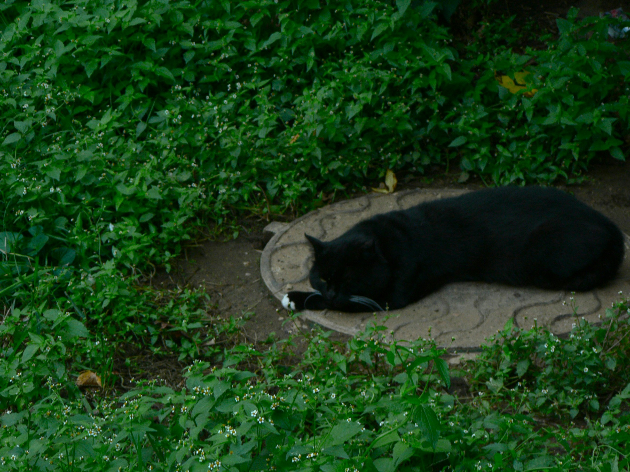 Shadow in a Quiet Circle