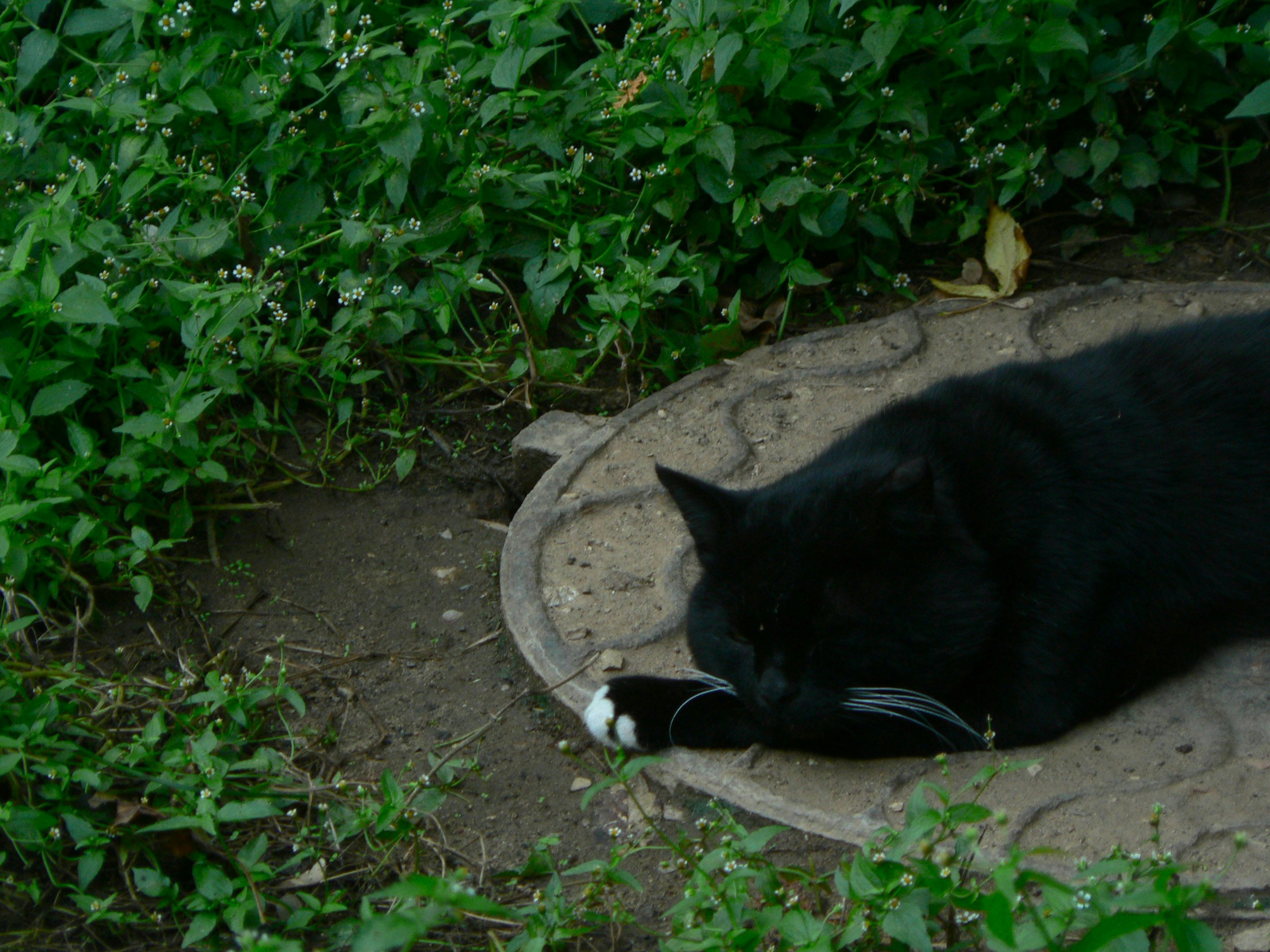A black cat lies curled up on a flat, ornately carved stone slab set into the ground, surrounded by dense green vegetation. The cat's dark fur contrasts with the pale stone, and it rests with its head tucked slightly, showing white whiskers and one white paw. Tiny white flowers and lush leaves fill the foreground and background, creating a peaceful, hidden garden atmosphere.