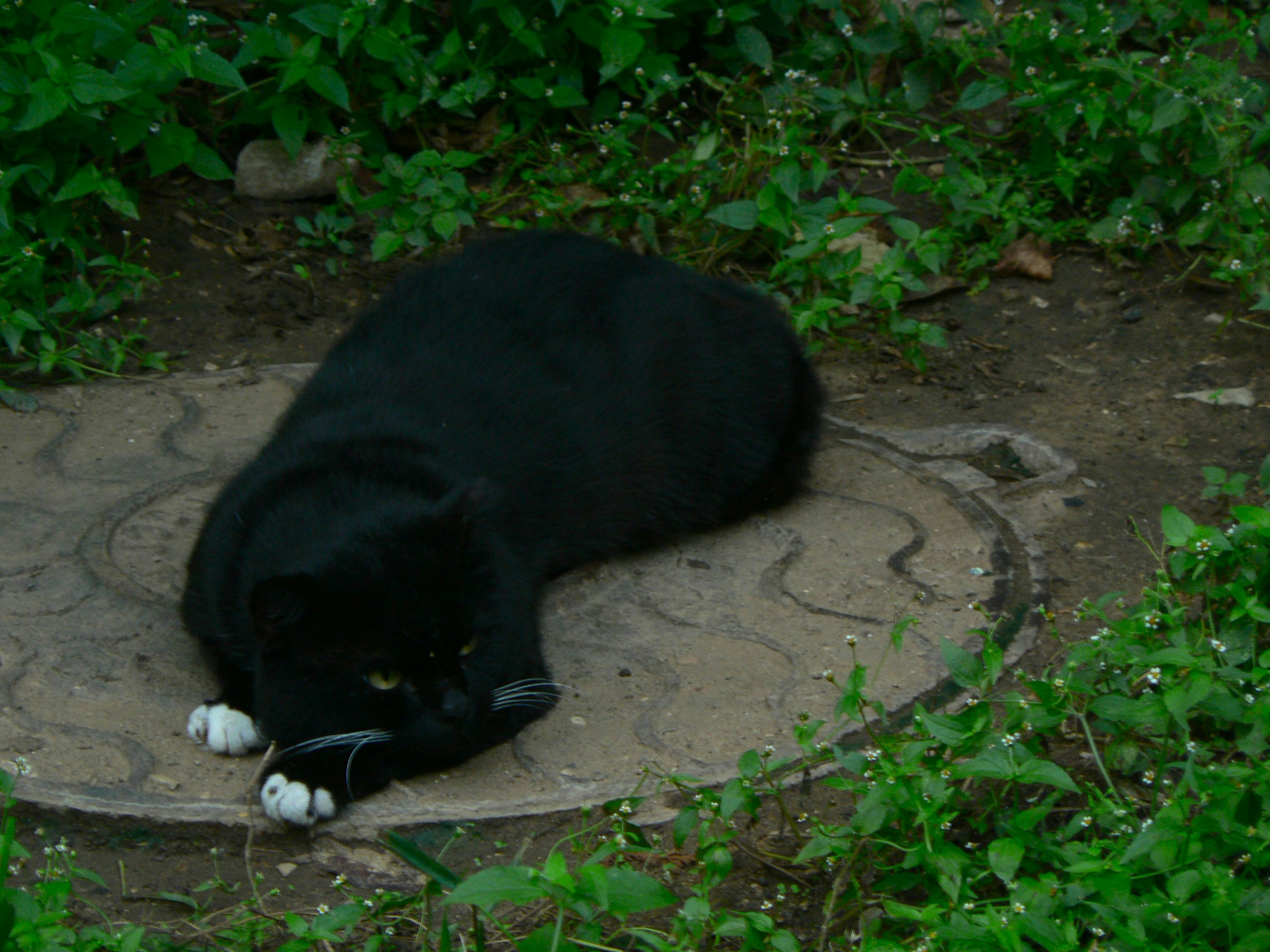 Hidden Black Cat Resting on a Circular Concrete Pad Amid Greenery