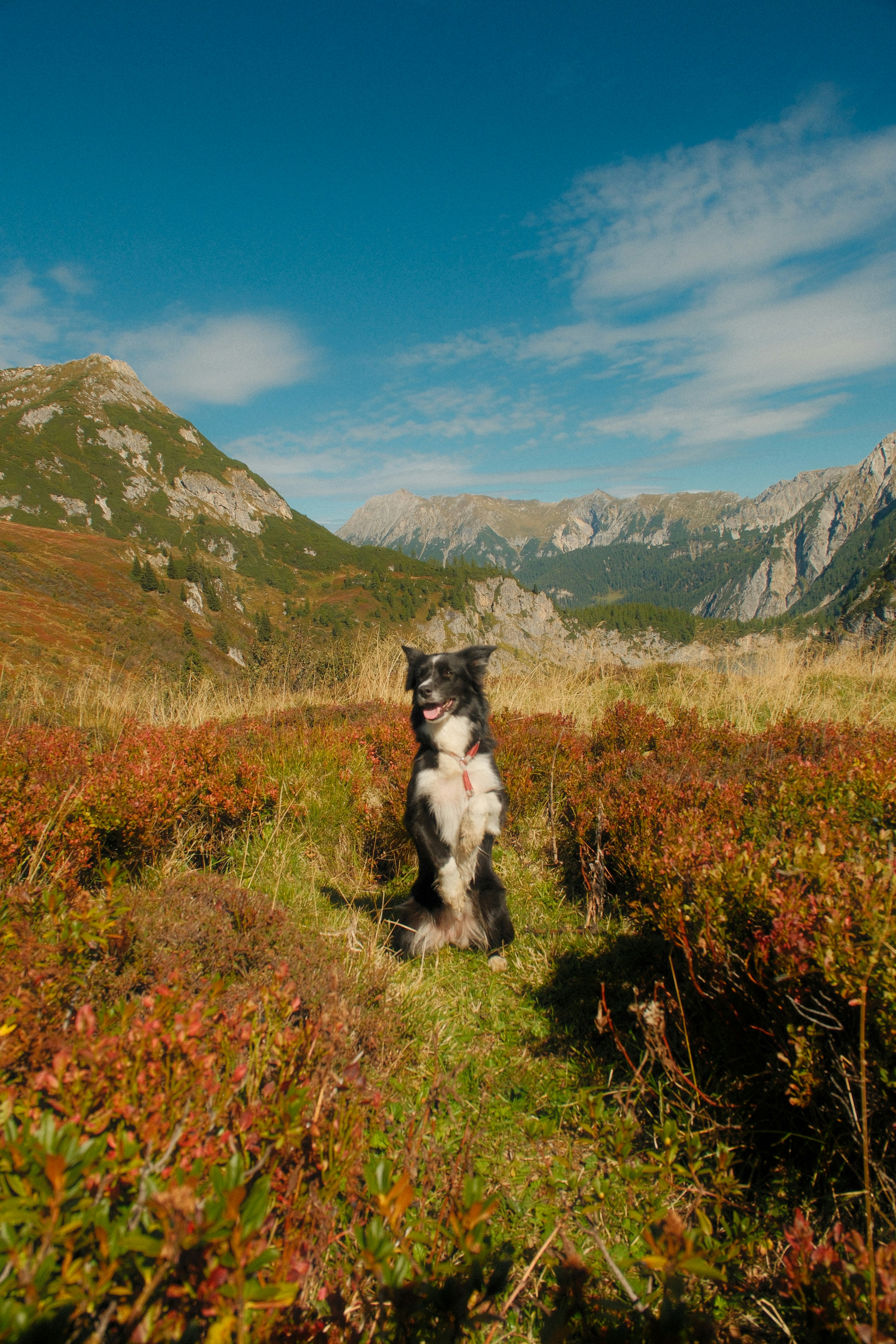 Border Collie in Alpine Meadow under a Clear Blue Sky