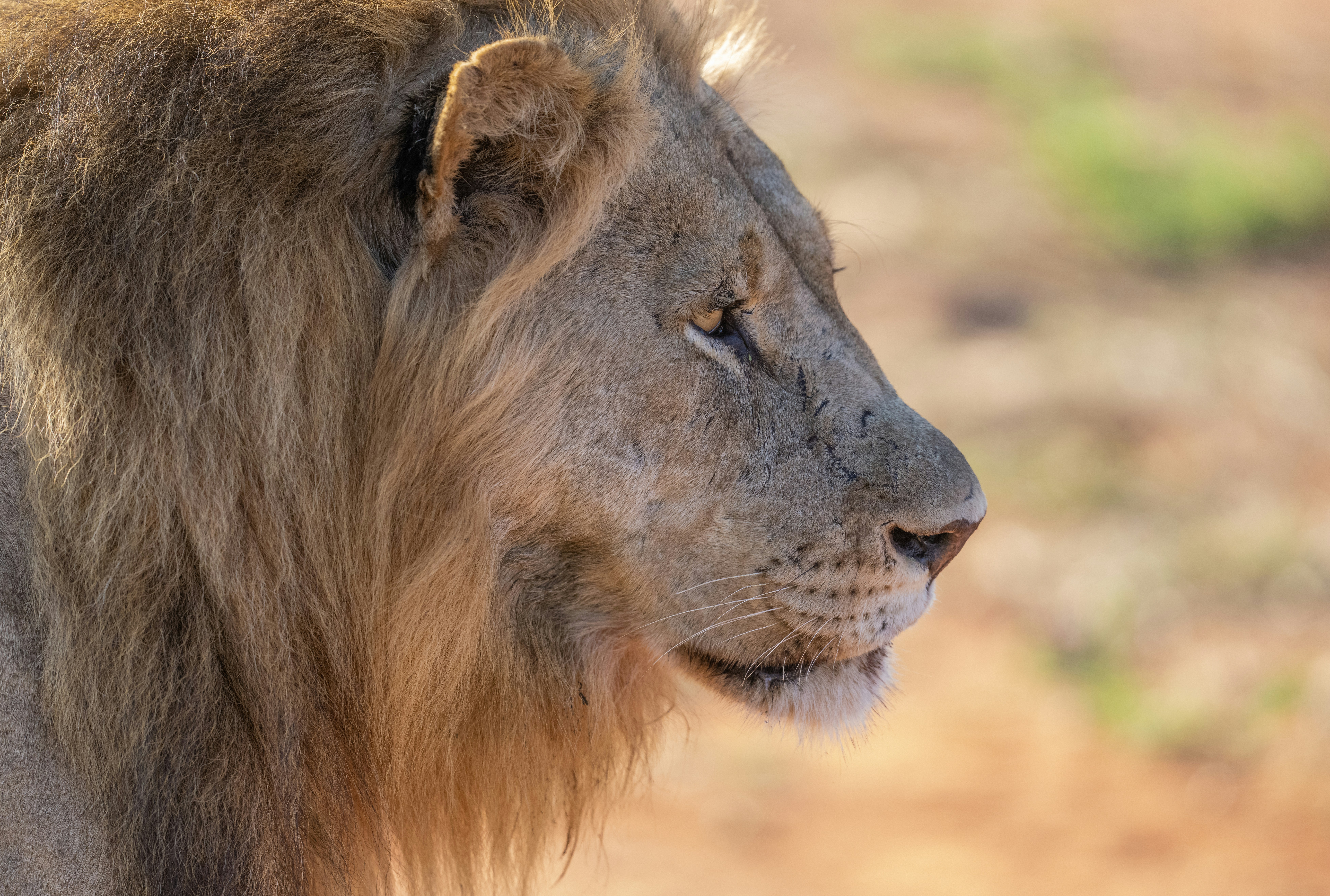 Profile of a Regal Male: Quiet Strength on the Serengeti Side