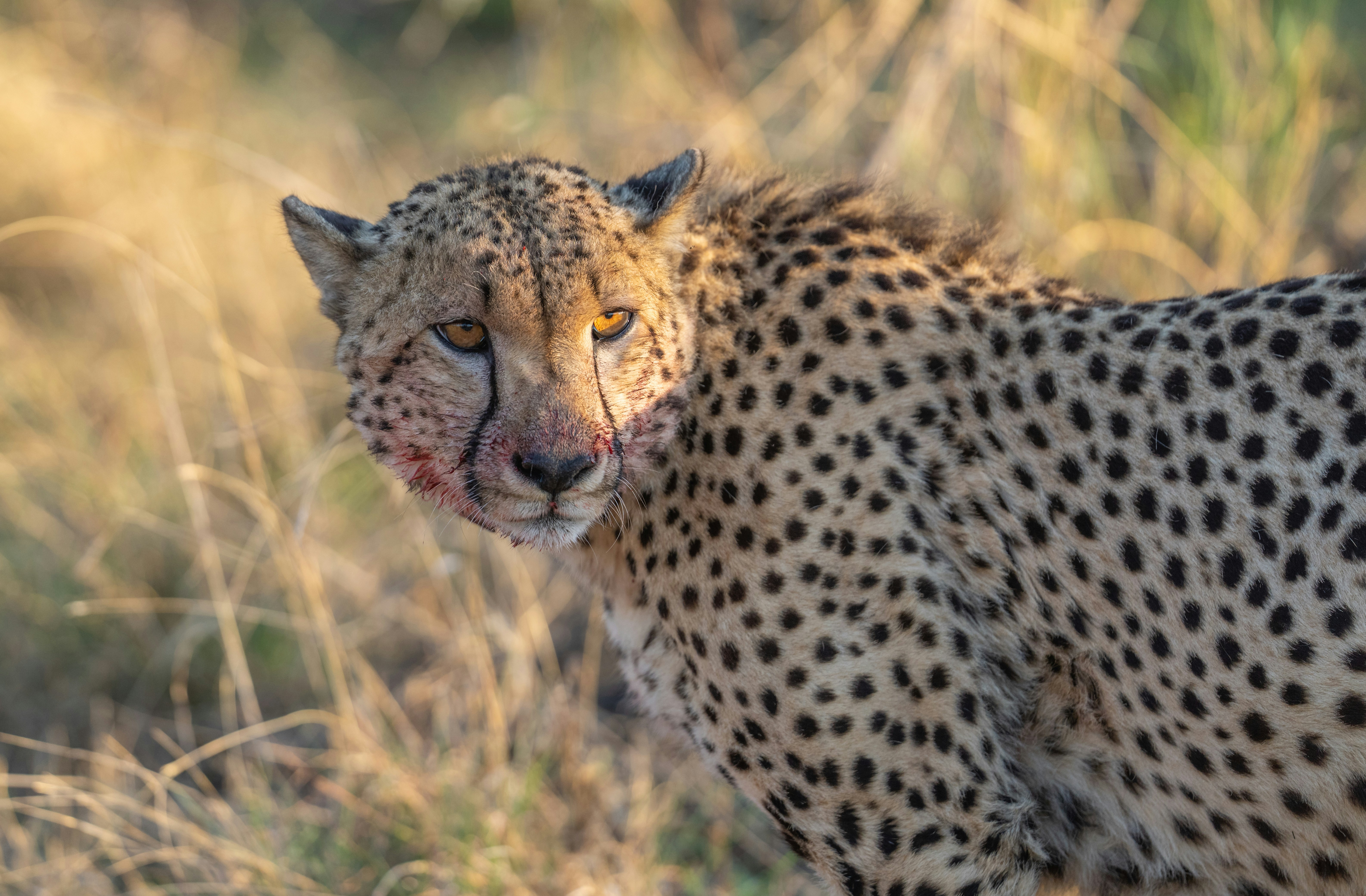 Amber-eyed Hunter: a Cheetahed Gaze Under Golden Grass