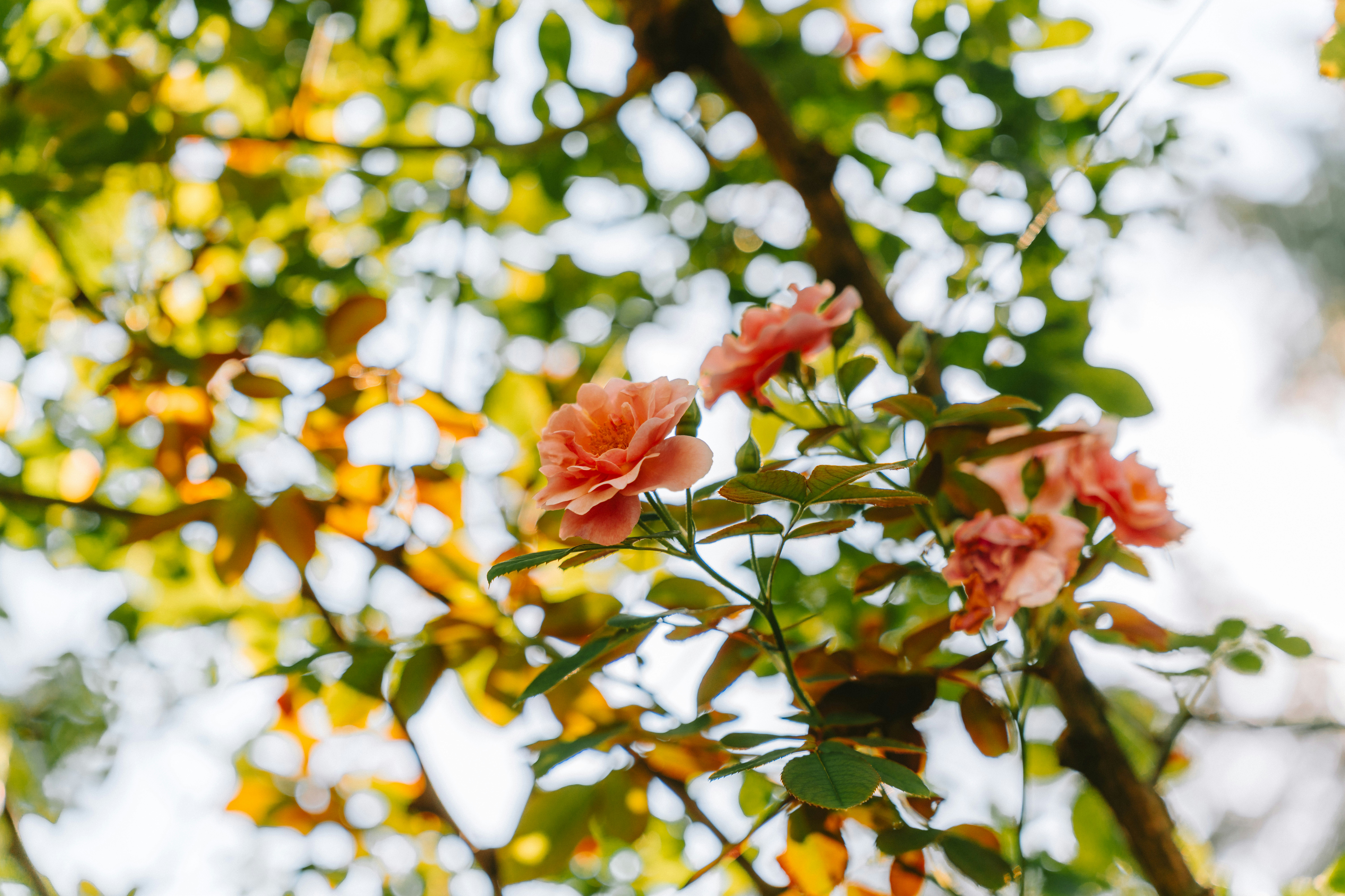 A close-up of pink roses and green leaves bathed in dappled sunlight, set against a bright, blurred background. This appears to be a natural, outdoor floral scene with hint of a garden atmosphere.