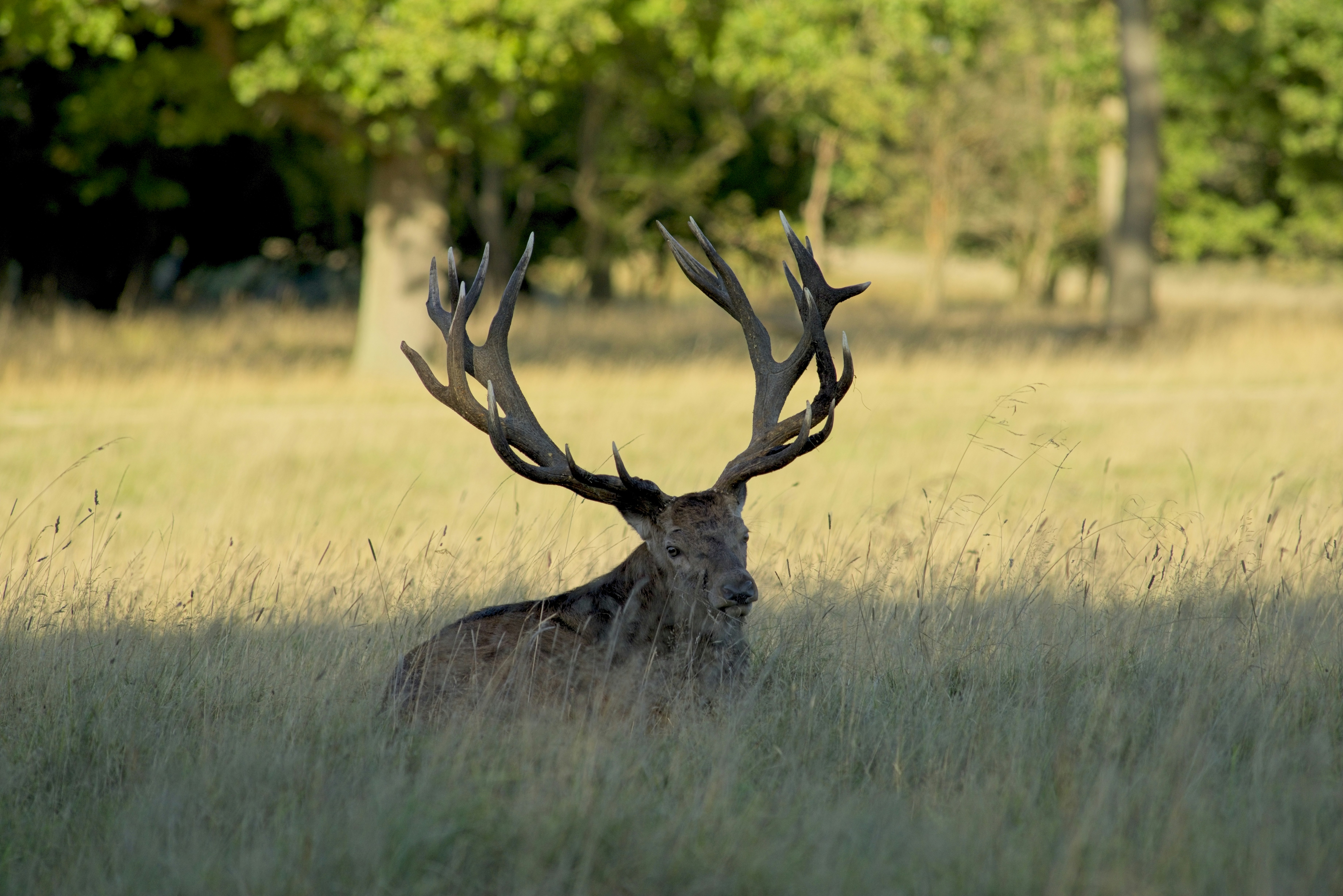 Tucked into the cool shade of the tall grass, a red deer stag rests on a warm late afternoon in September in Dyrehaven. His dark, heavy antlers branch into impressive crowns at the top, standing out boldly against the sunlit golden meadow and softly blurred trees behind him. His calm, steady gaze and relaxed posture show a rare moment of rest in the demanding rutting season. The contrast between deep shadow and warm, glowing light gives the wide frame a quiet, cinematic mood in the historic royal deer park north of Copenhagen.