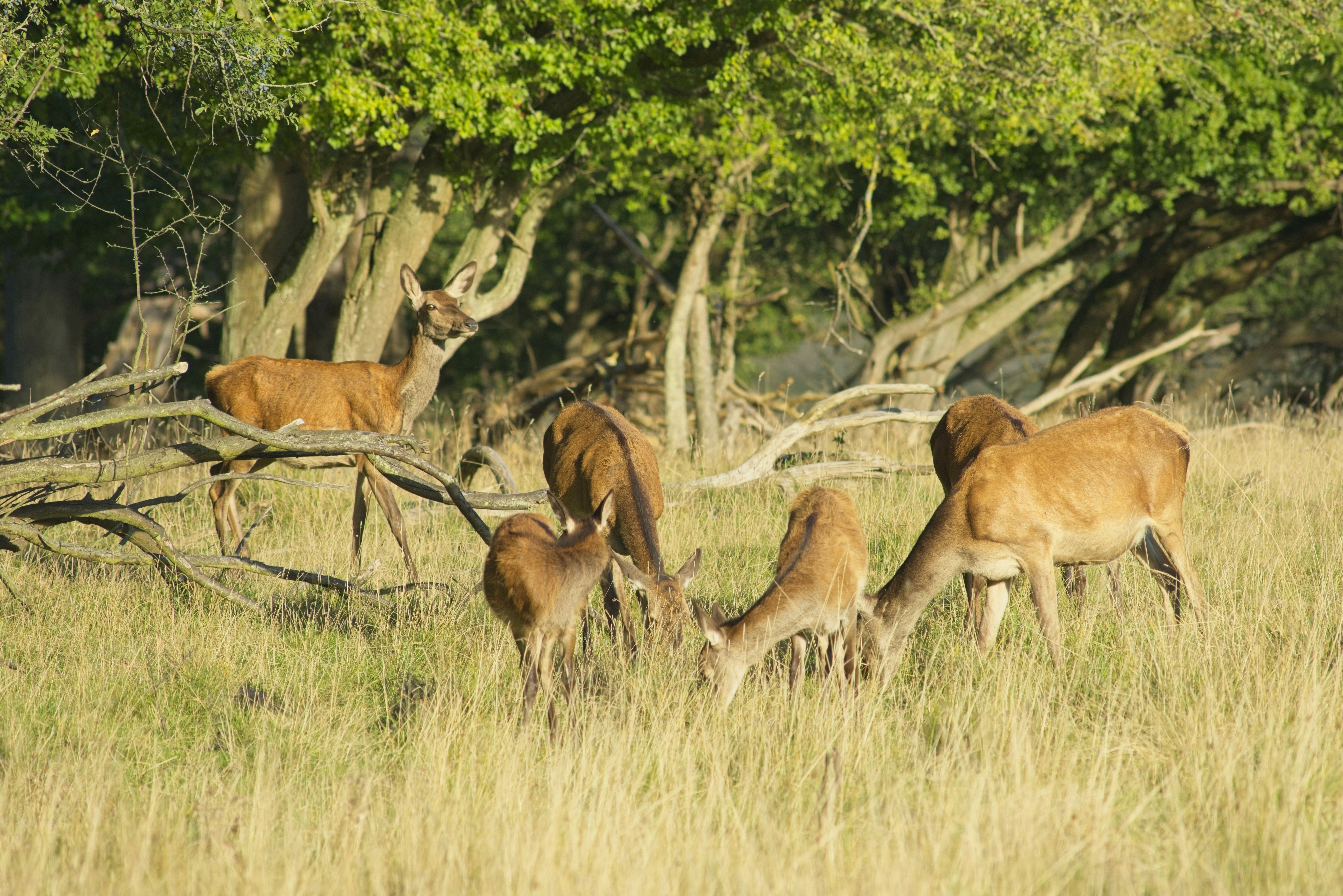 Dappled Herd Beneath a Canopy