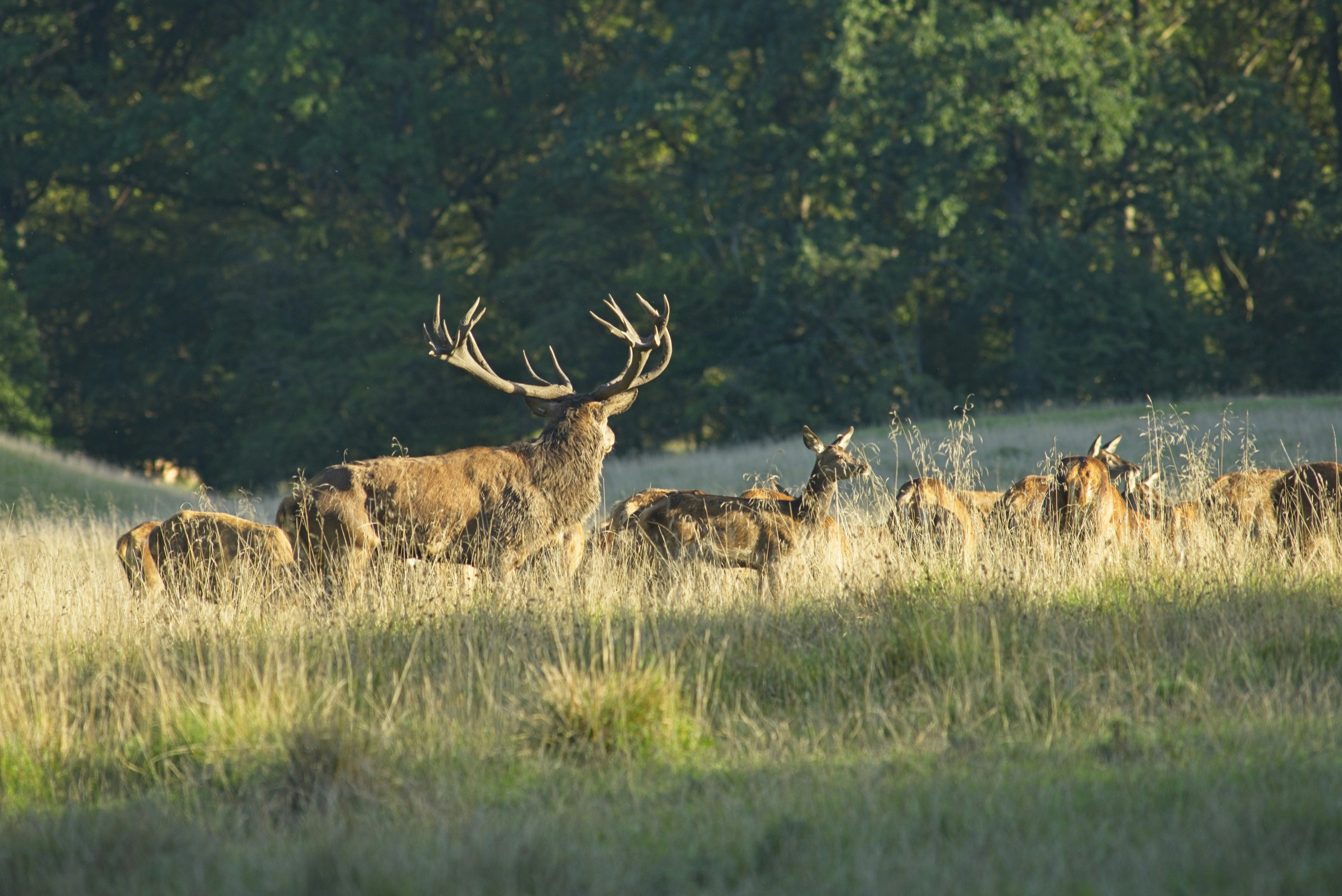 Herd at the Edge: Moody Backlit Clearing