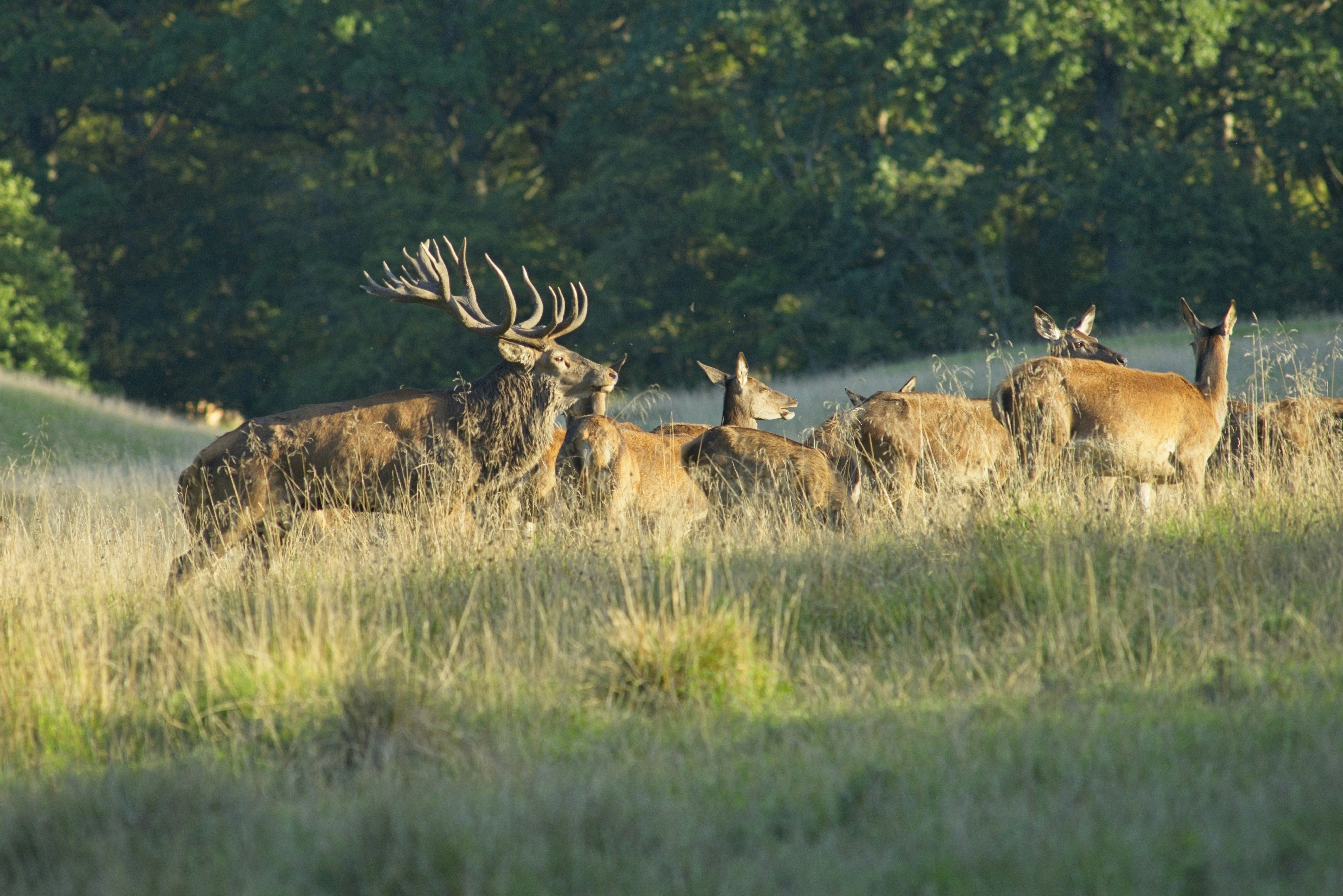 Herd of Red Deer Reposes in Sunlit Meadow