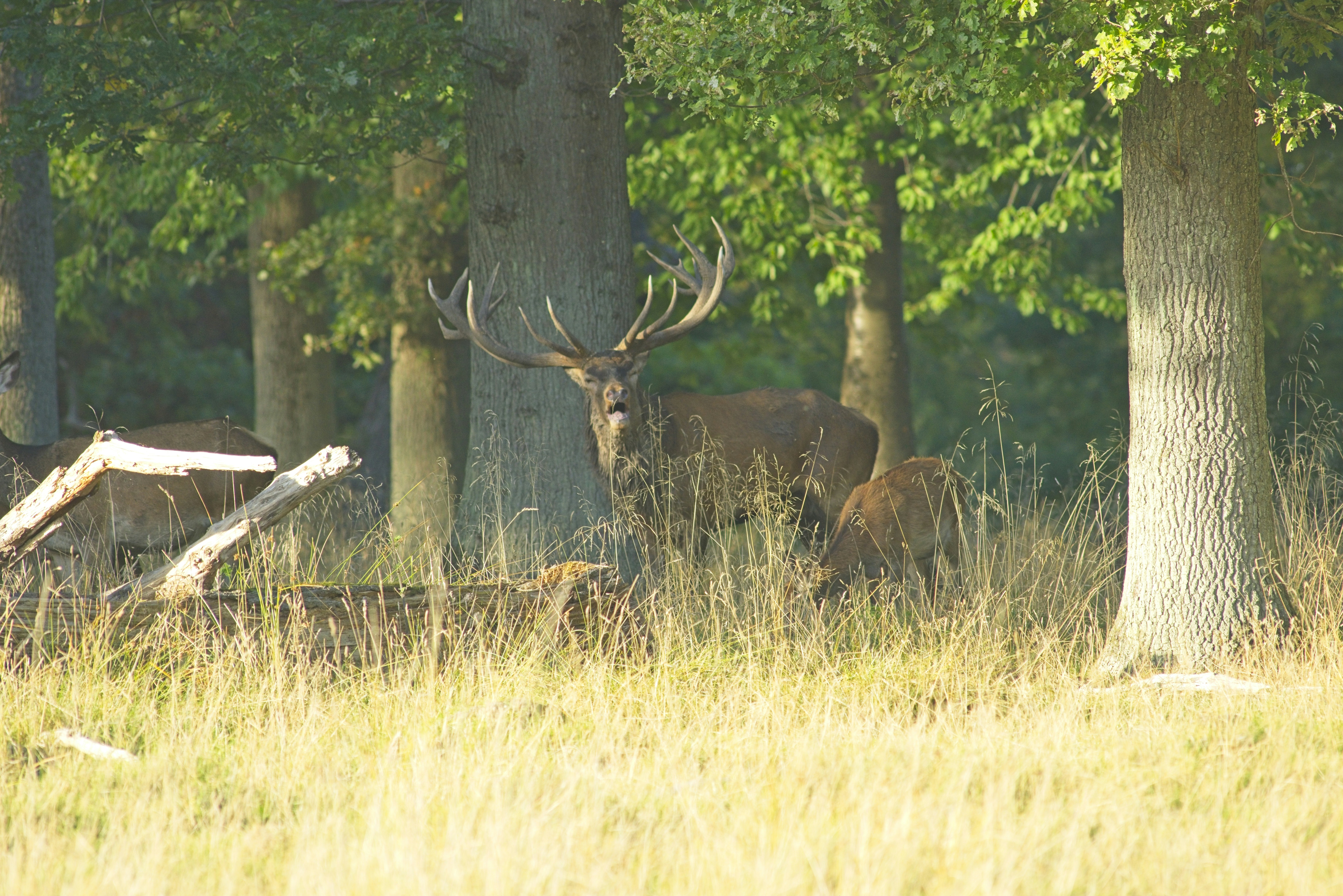 Stag in the Sunlit Clearing