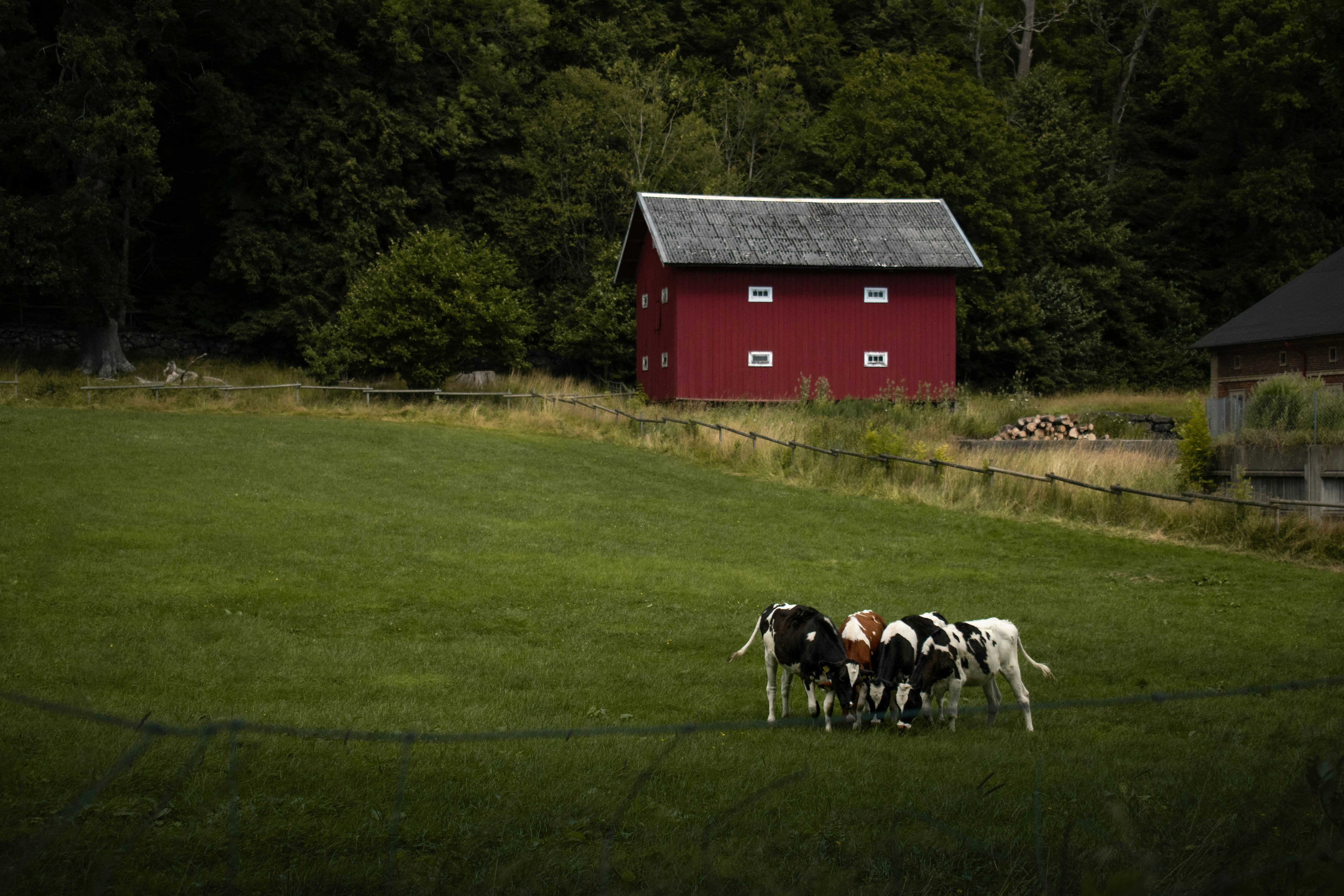 Pasture Constellation: Cows Gathering Near a Red Barn