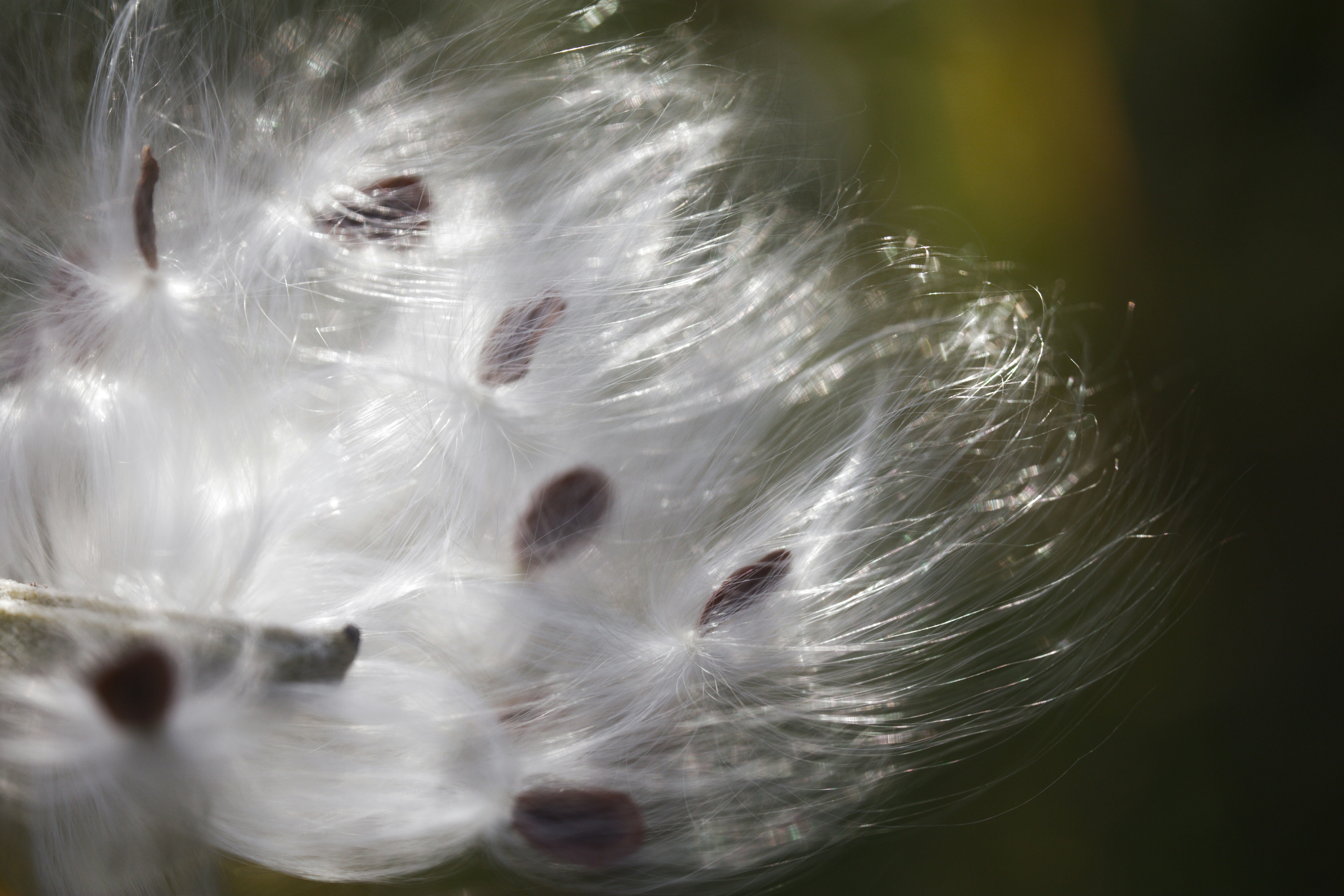 Soft Dreams in Downy White: Quiet Dandelion Seed Fluff