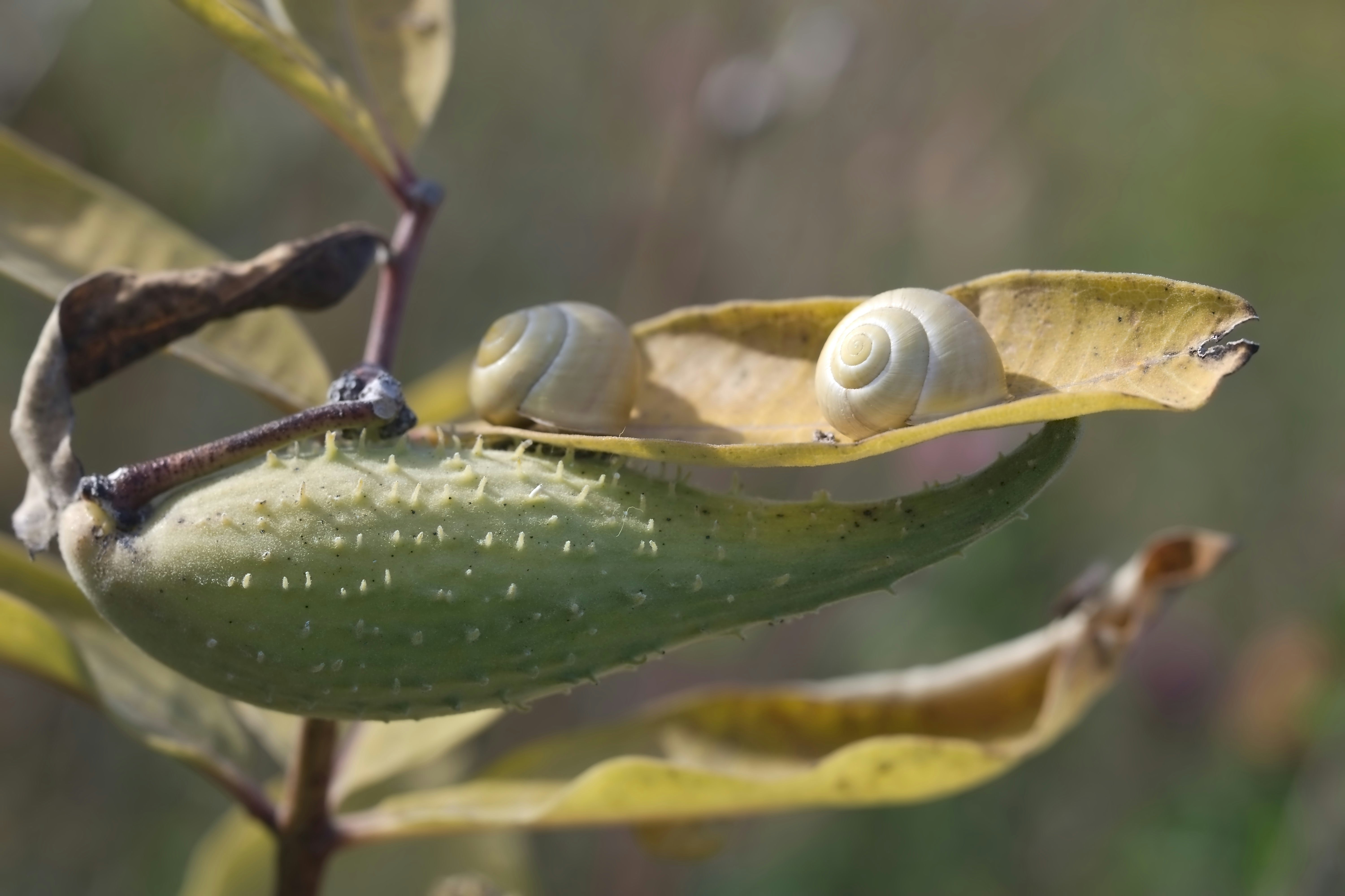 Dual snail guardians on a green pod: a macro moment in soft focus
