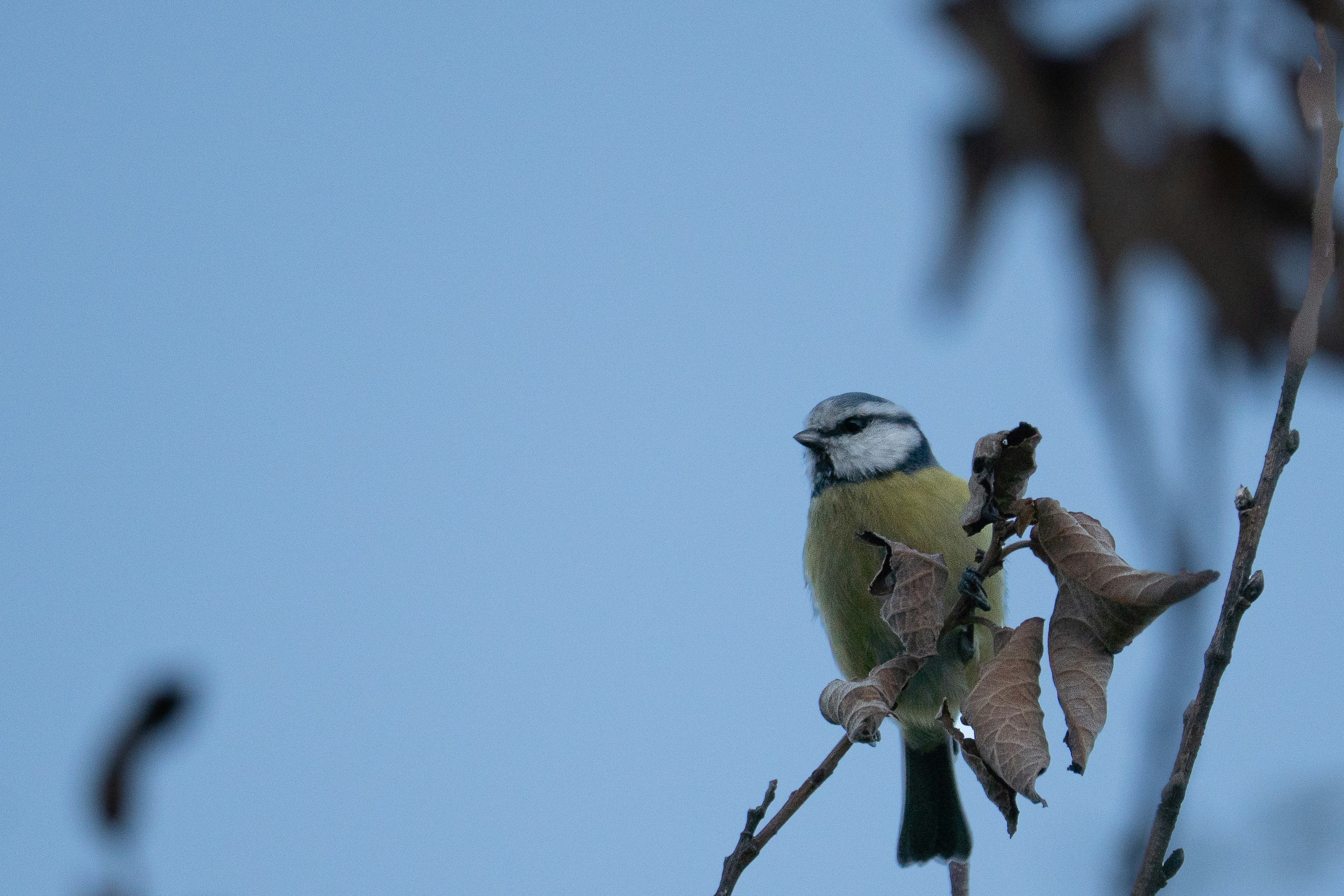 Blue Tit on a Bare Branch Against a Quiet Sky