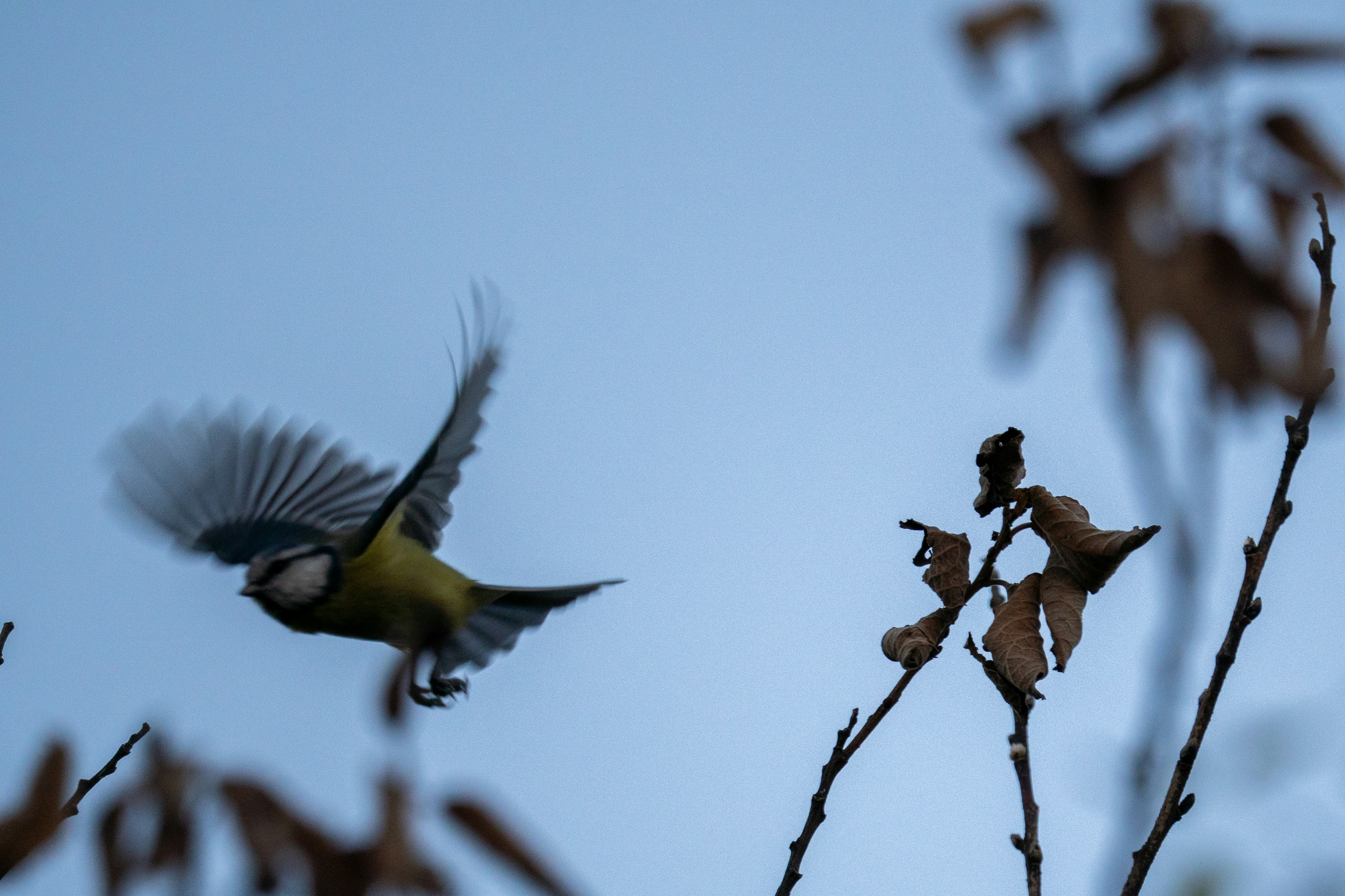 A blue tit taking flight from a branch with its wings spread against the open sky.