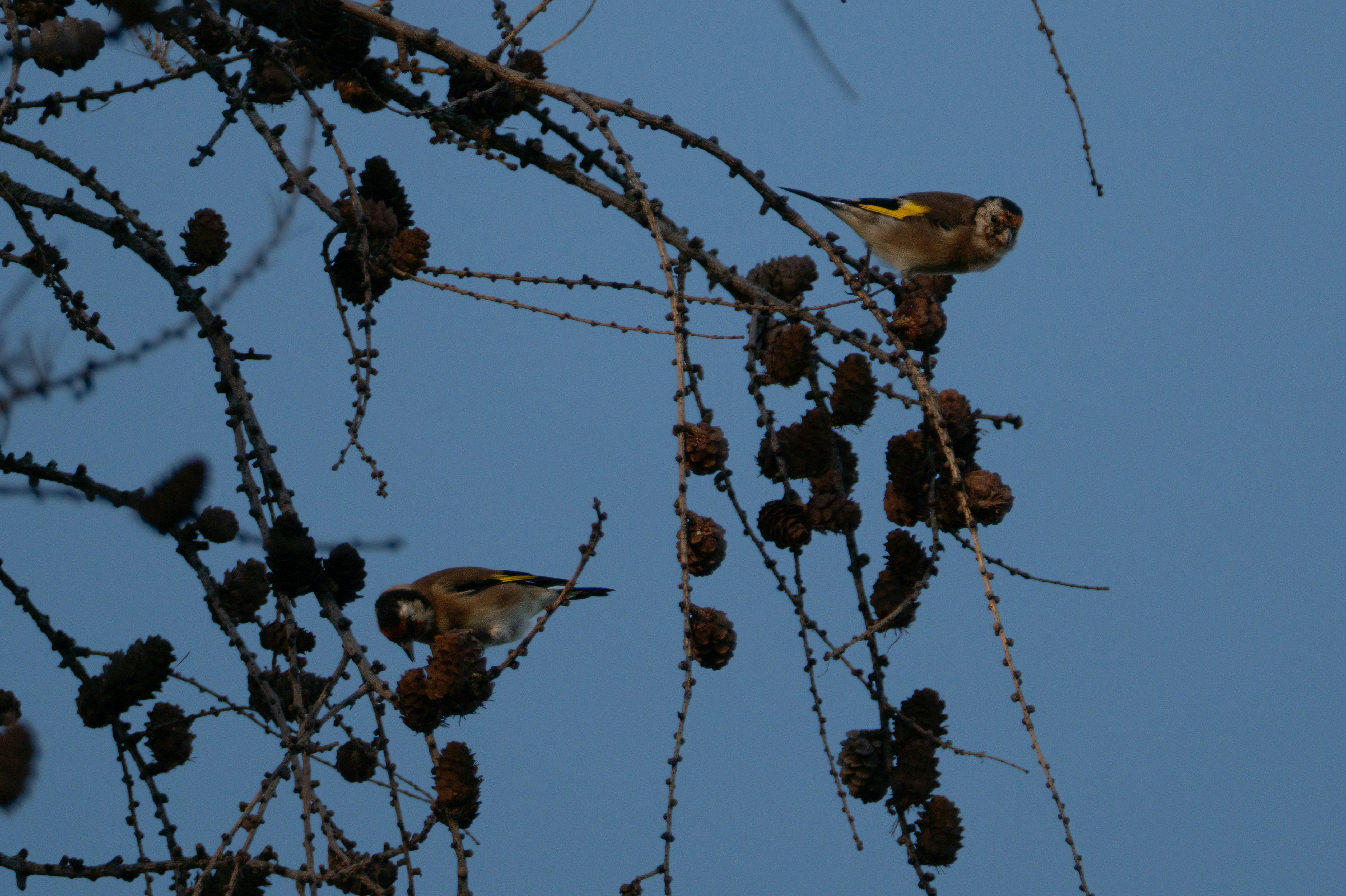Blue-sky Perch: Dual Goldcrest-like Birds in a Branchy Silhouette