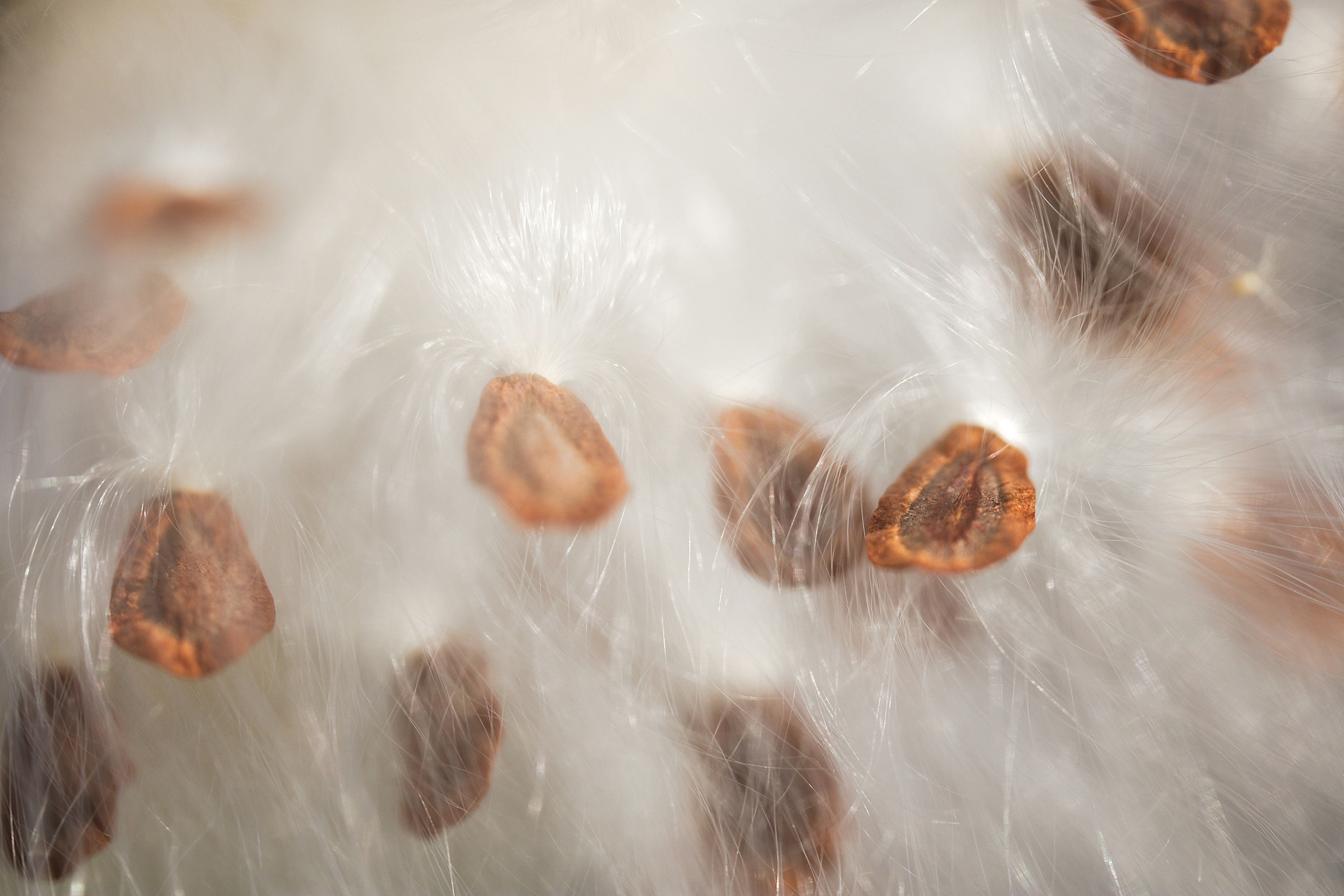 Whispers of Down: Dandelion Seeds Close-Up with Debris