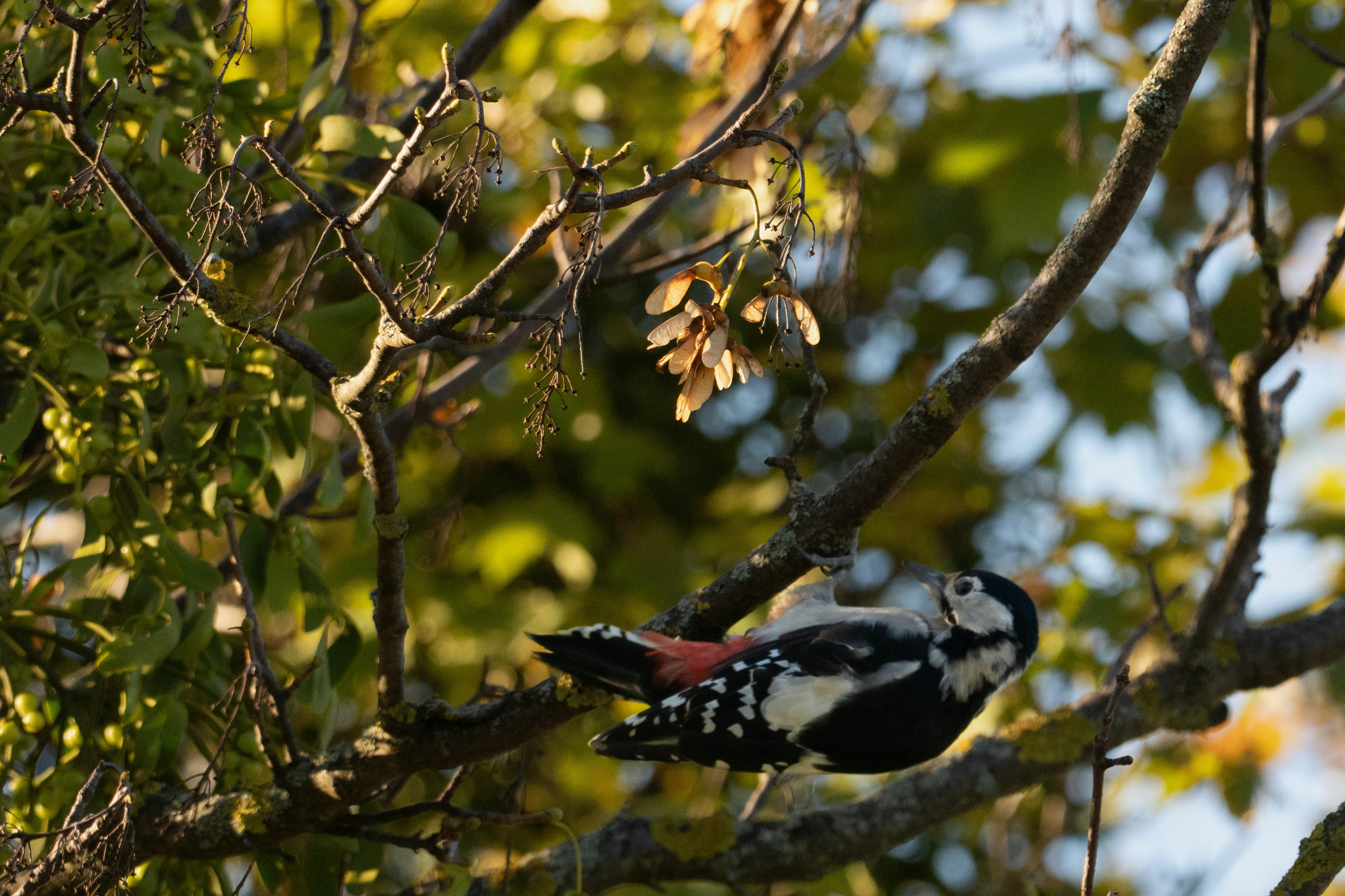 Red-bellied Woodpecker Resting on a Branch Amid Autumn Foliage