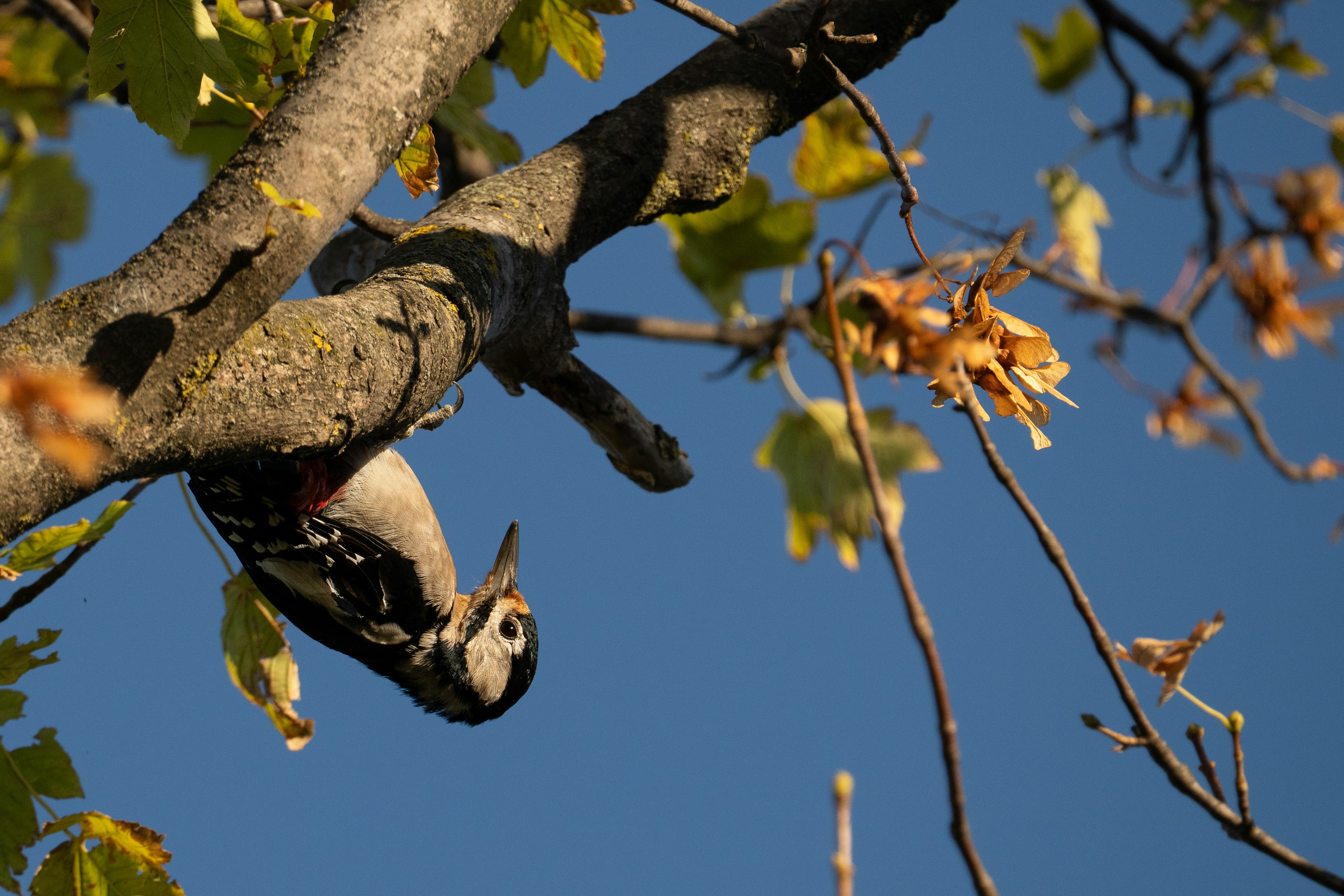Upside-Down Moment: A Songbird Clings to a Branch Against a Clear Sky