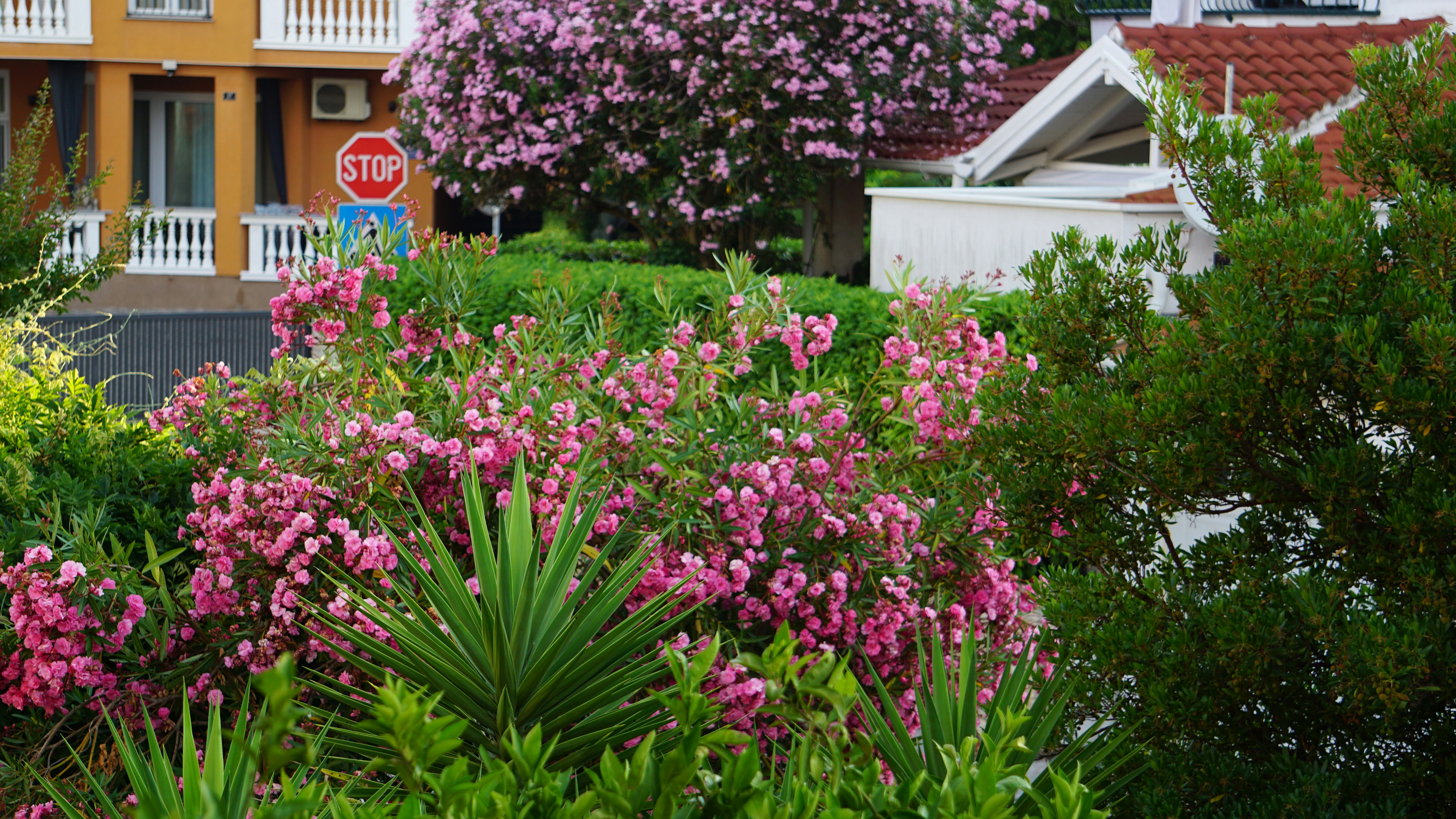 Bougainvillea Boulevard: A Quiet Garden Frame Beneath Suburban Hue