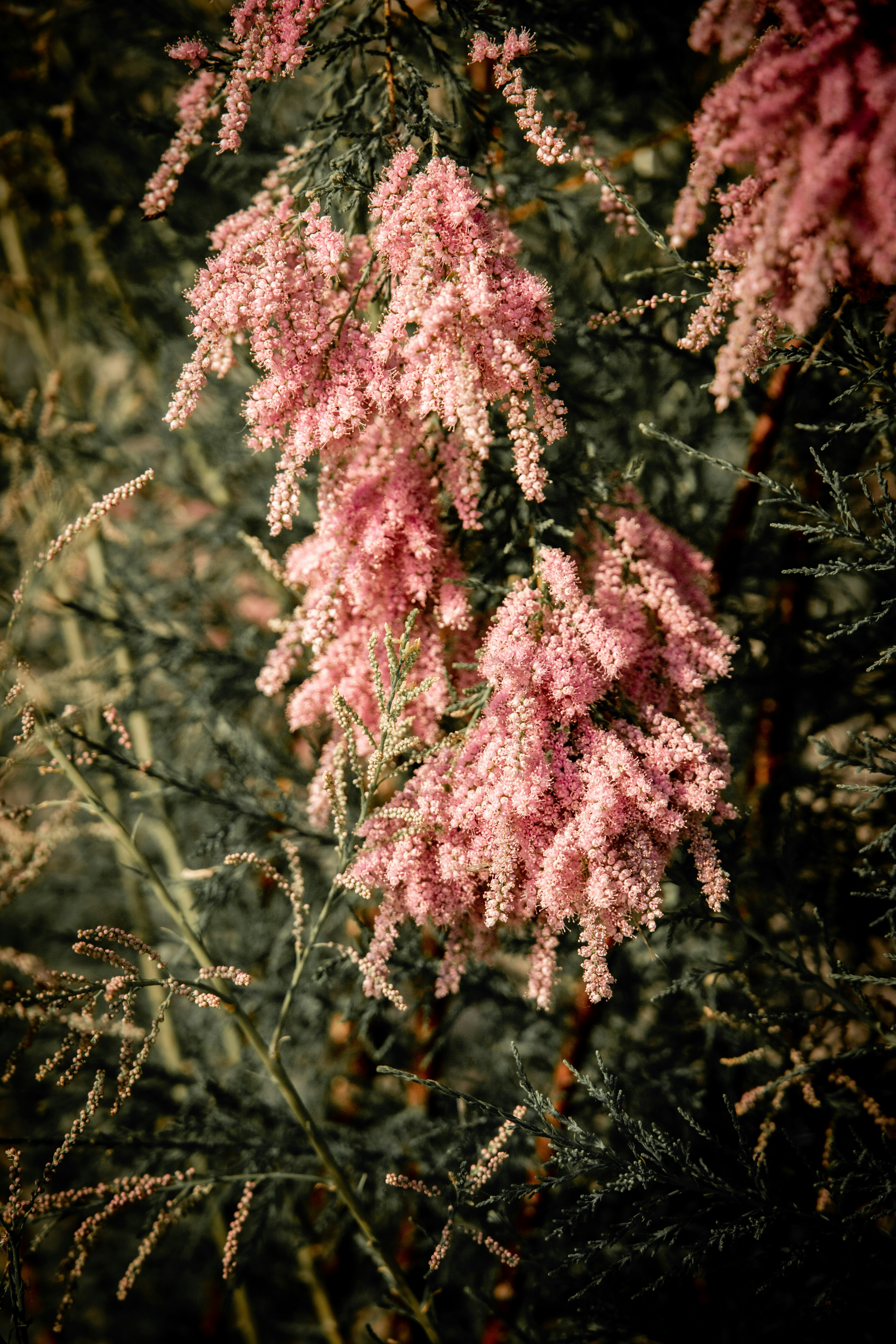 Soft Pink Cascade: A Bouquet of Weeping Flowers in Dappled Light