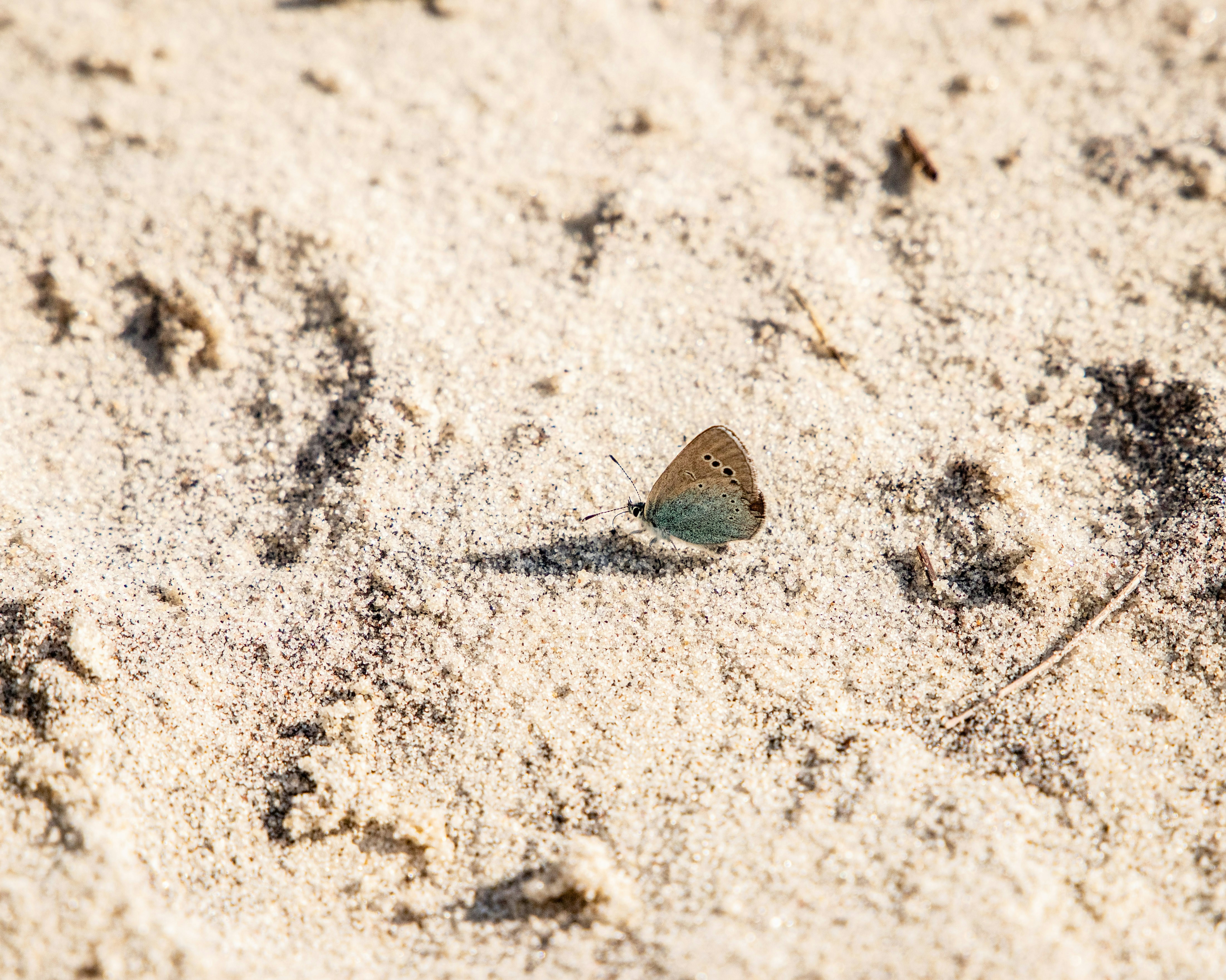 Emerald-winged Butterfly Resting on Sand