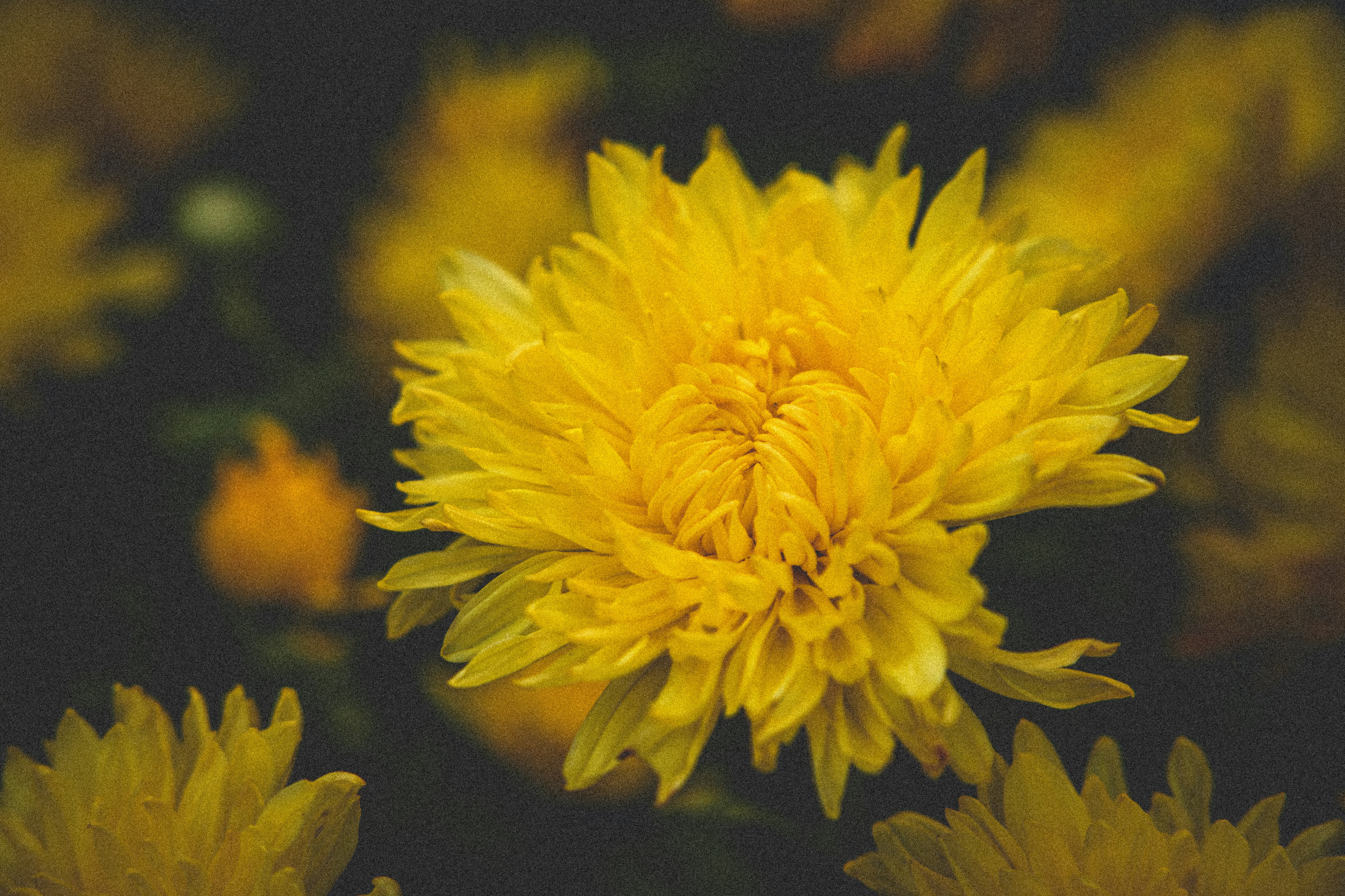 Sunlit Chrysanthemum: A Burst of Golden Petals Against Velvet Green