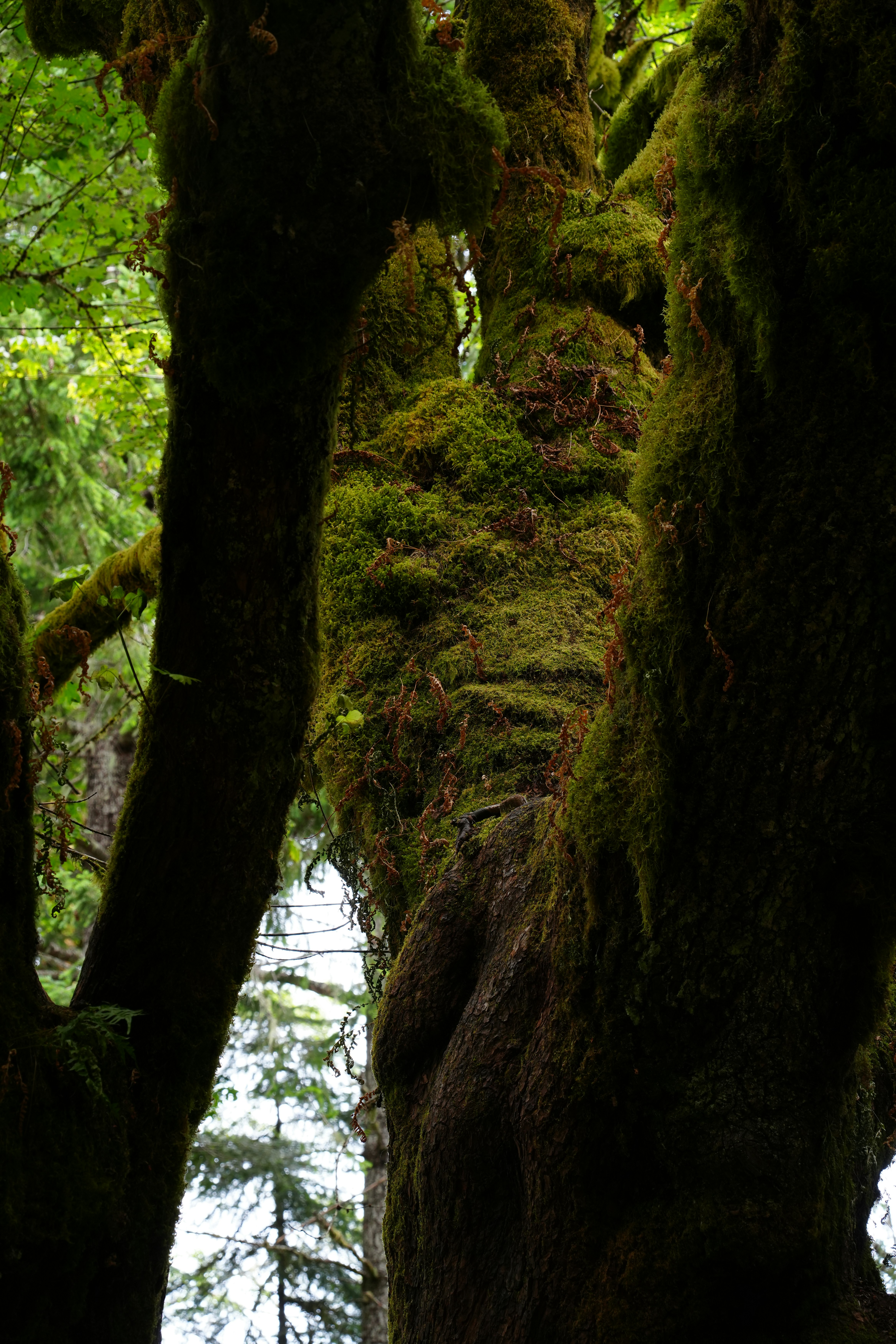 Moss-Covered Trunk Cascade in a Quiet Forest