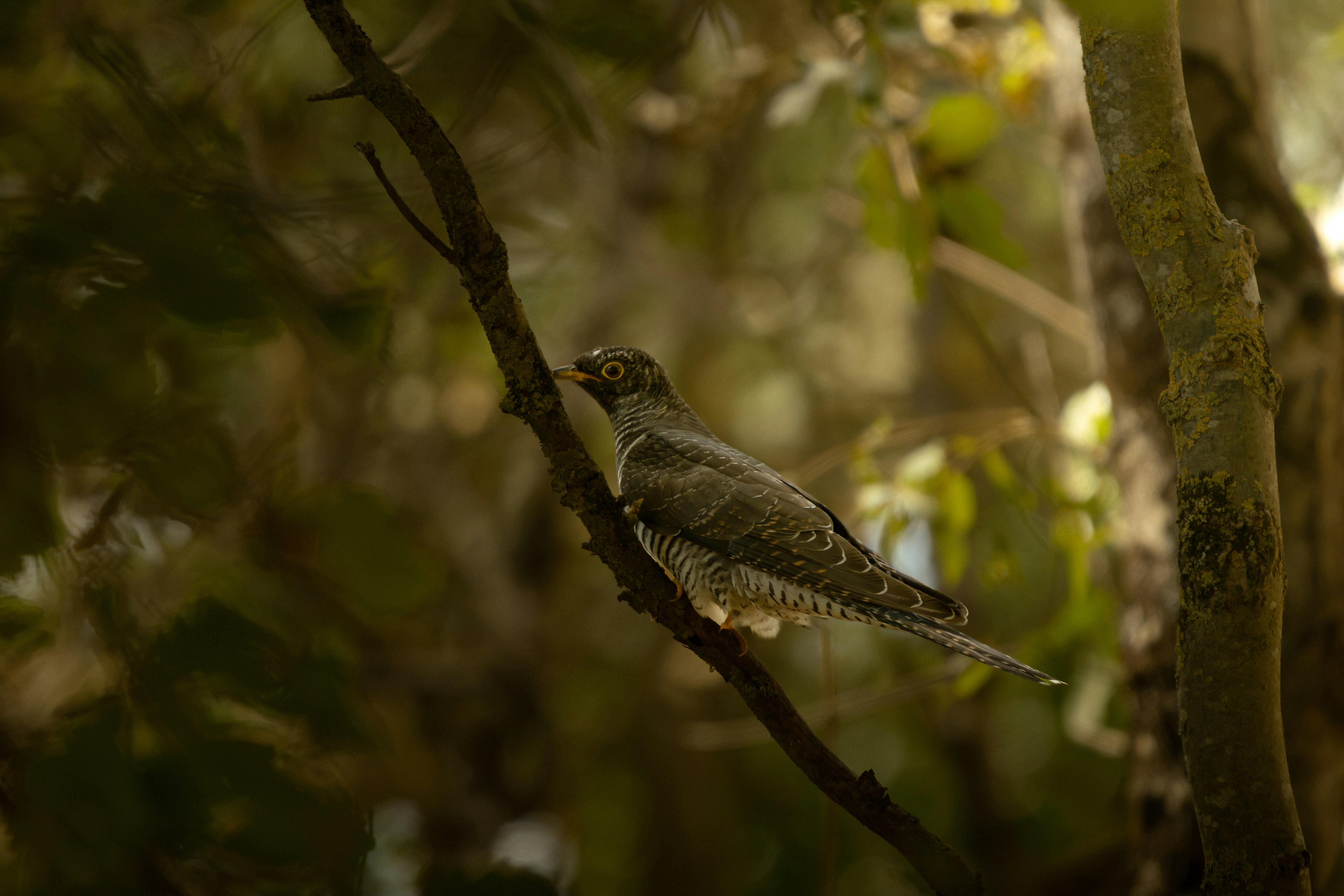 Muted Forest Watch: A Hidden Chorus on a Branch