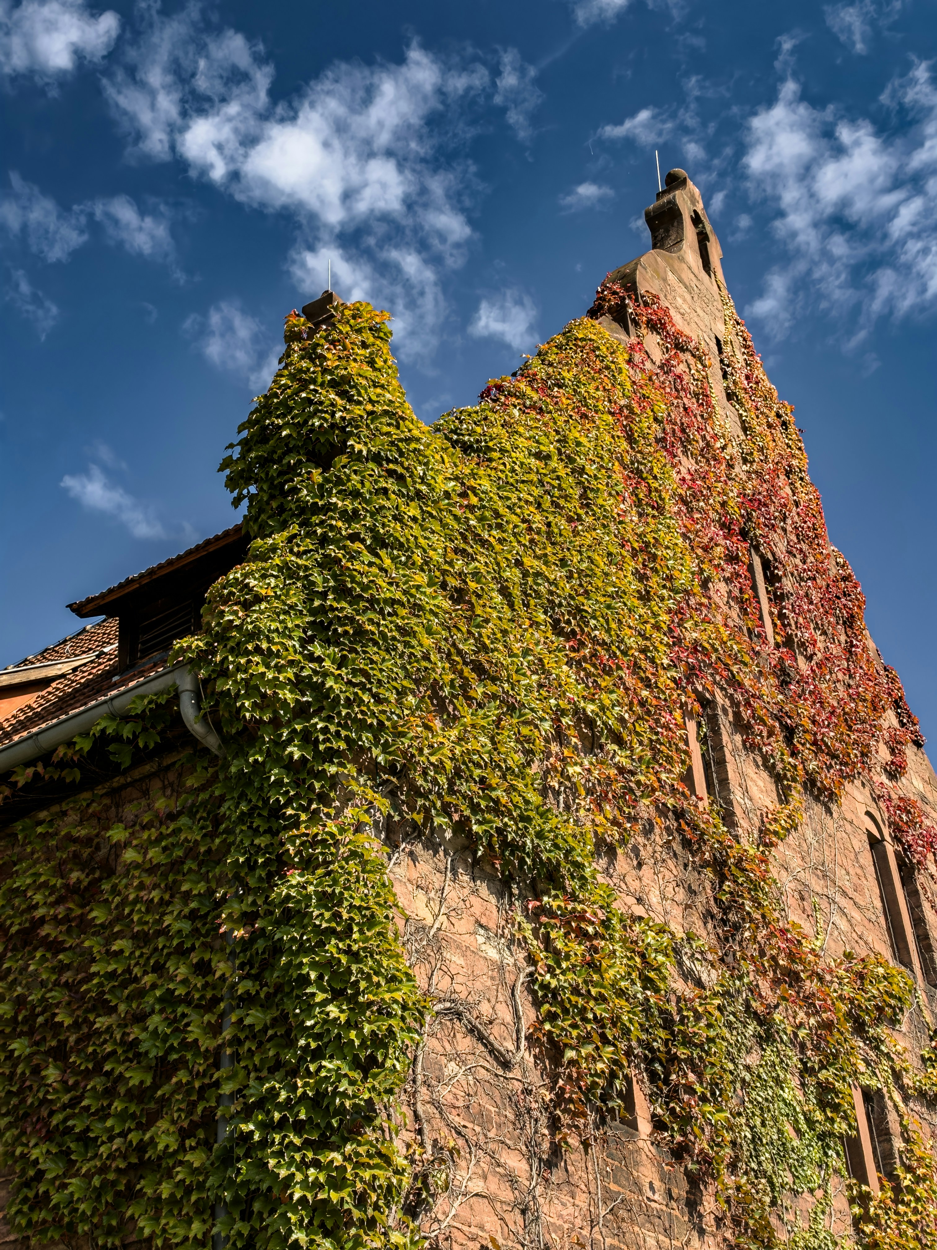 Ivy-clad Gables: A Sunlit Facade Rising in Vines