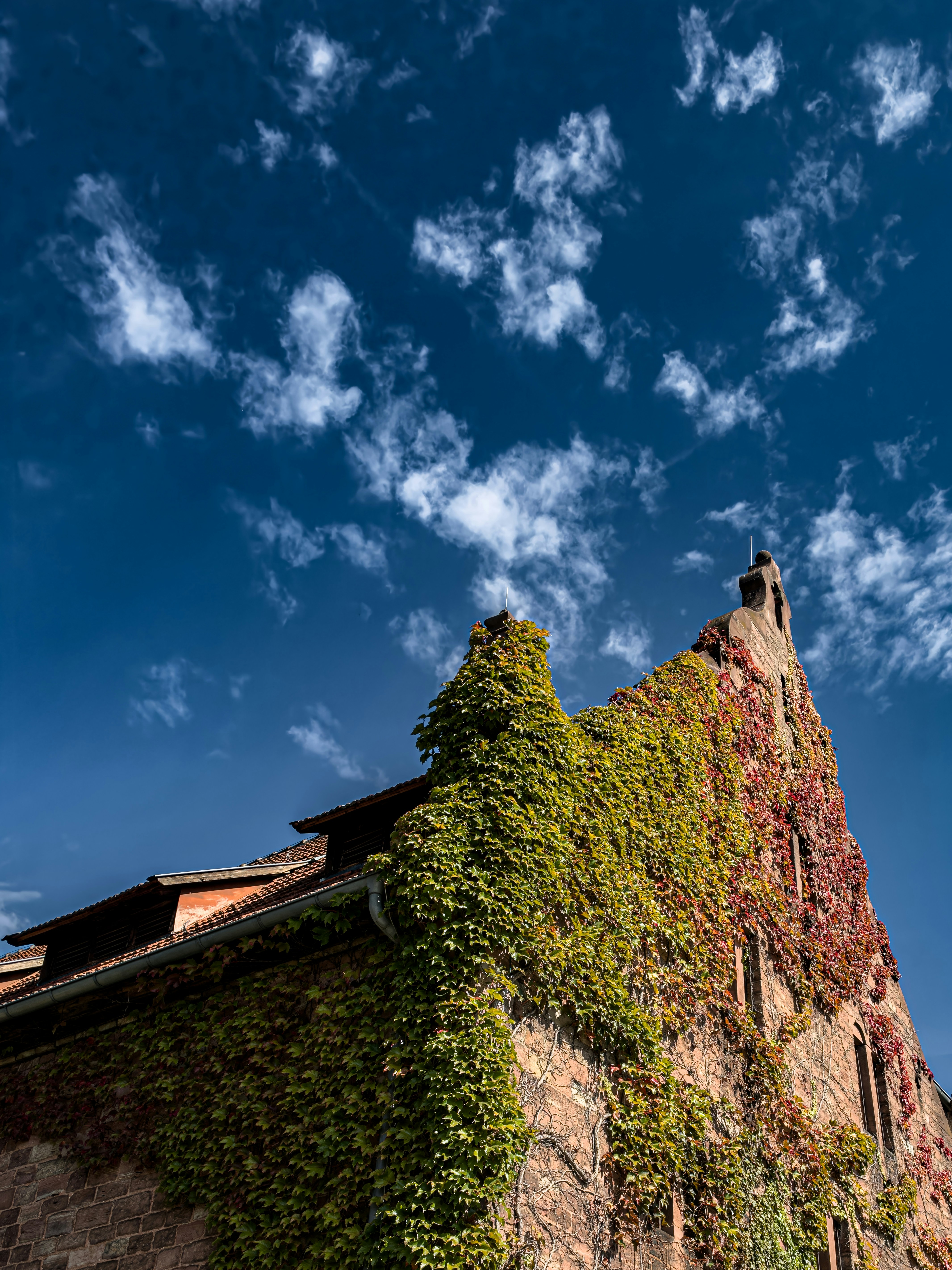 Green Vines Crowding a Historic Wall Beneath a Clear Sky