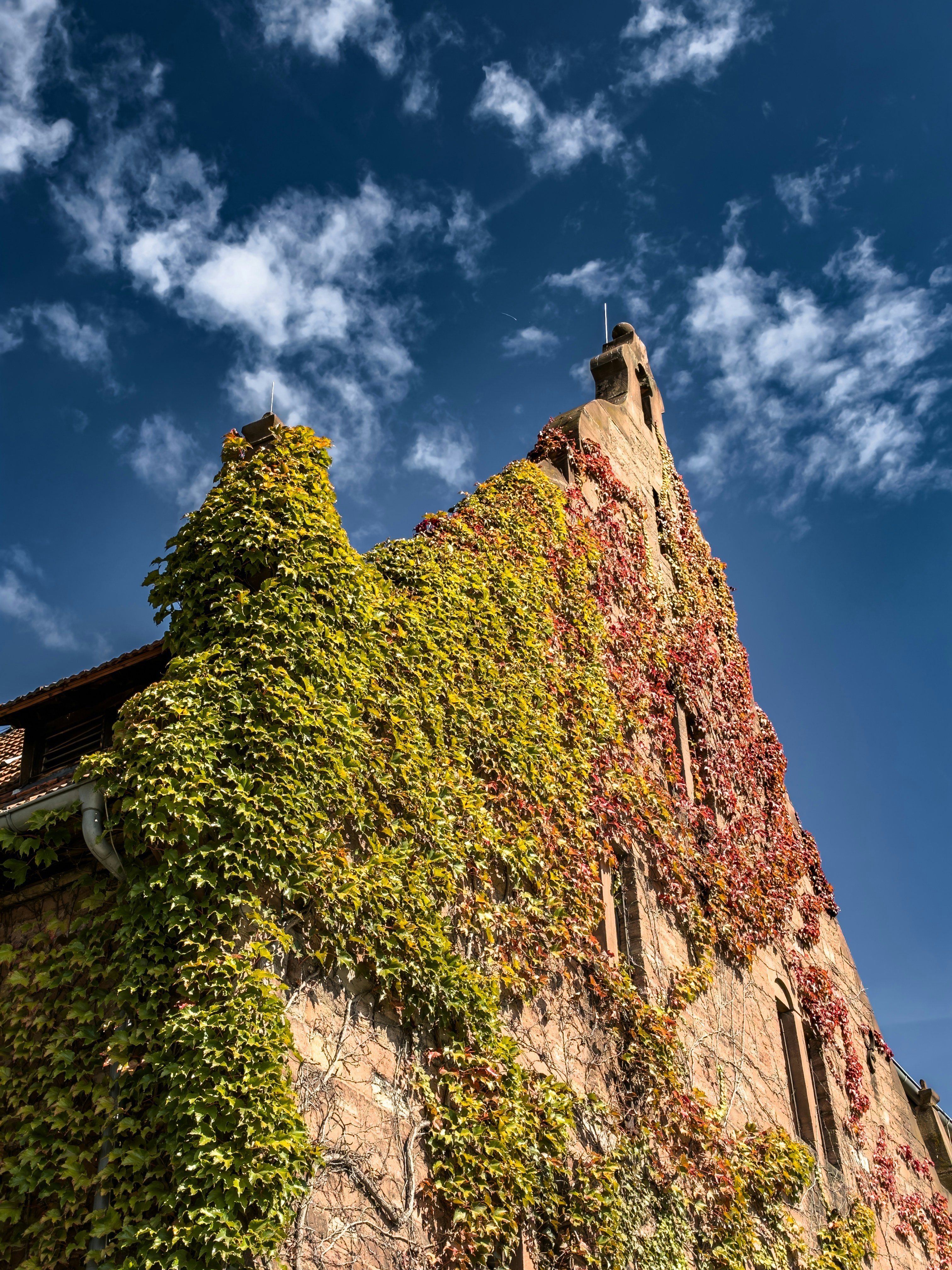Ivied Facade Under a Clear Blue Sky