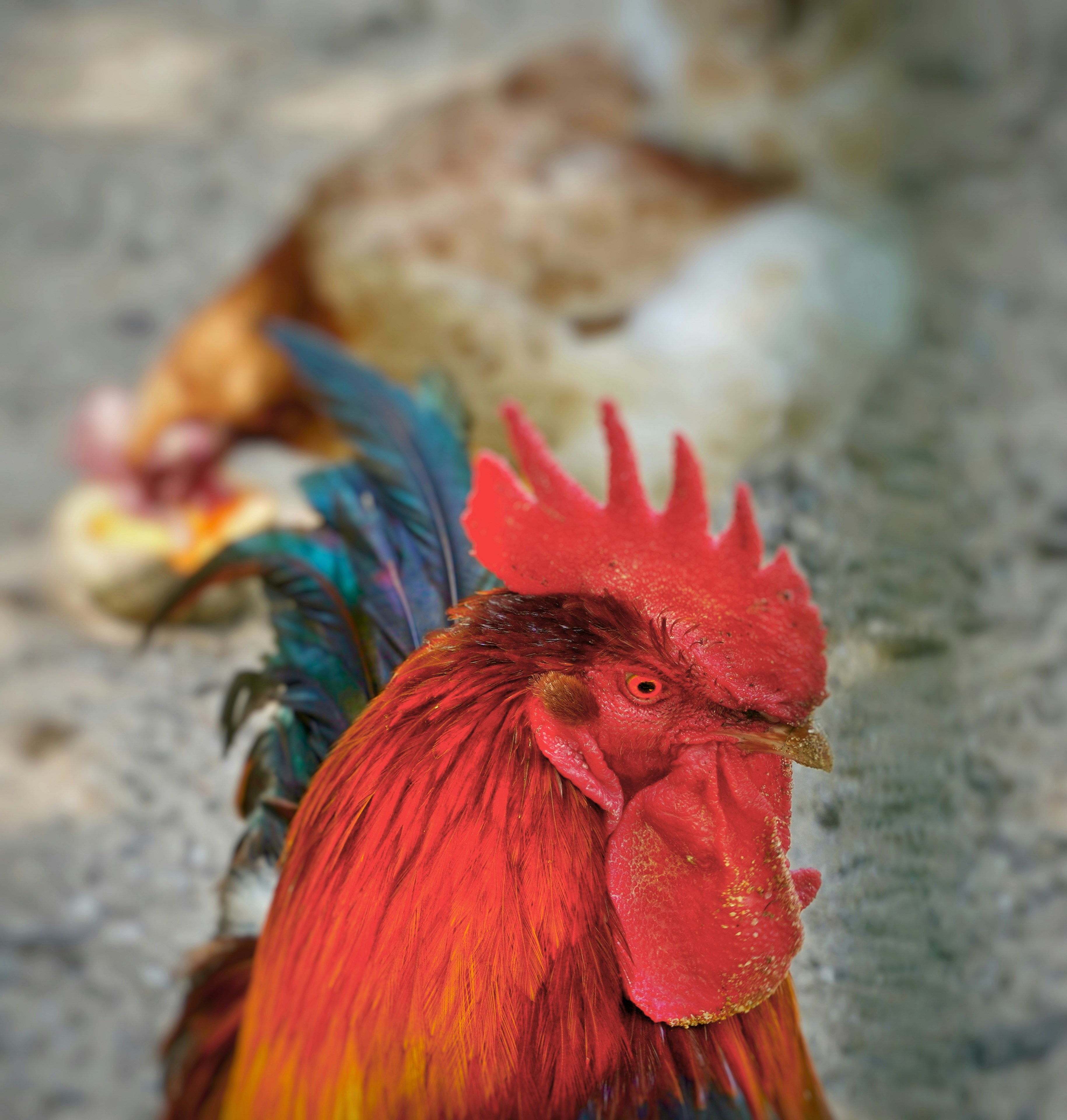 Red Crest of Color: A Close-Up Rooster Portrait