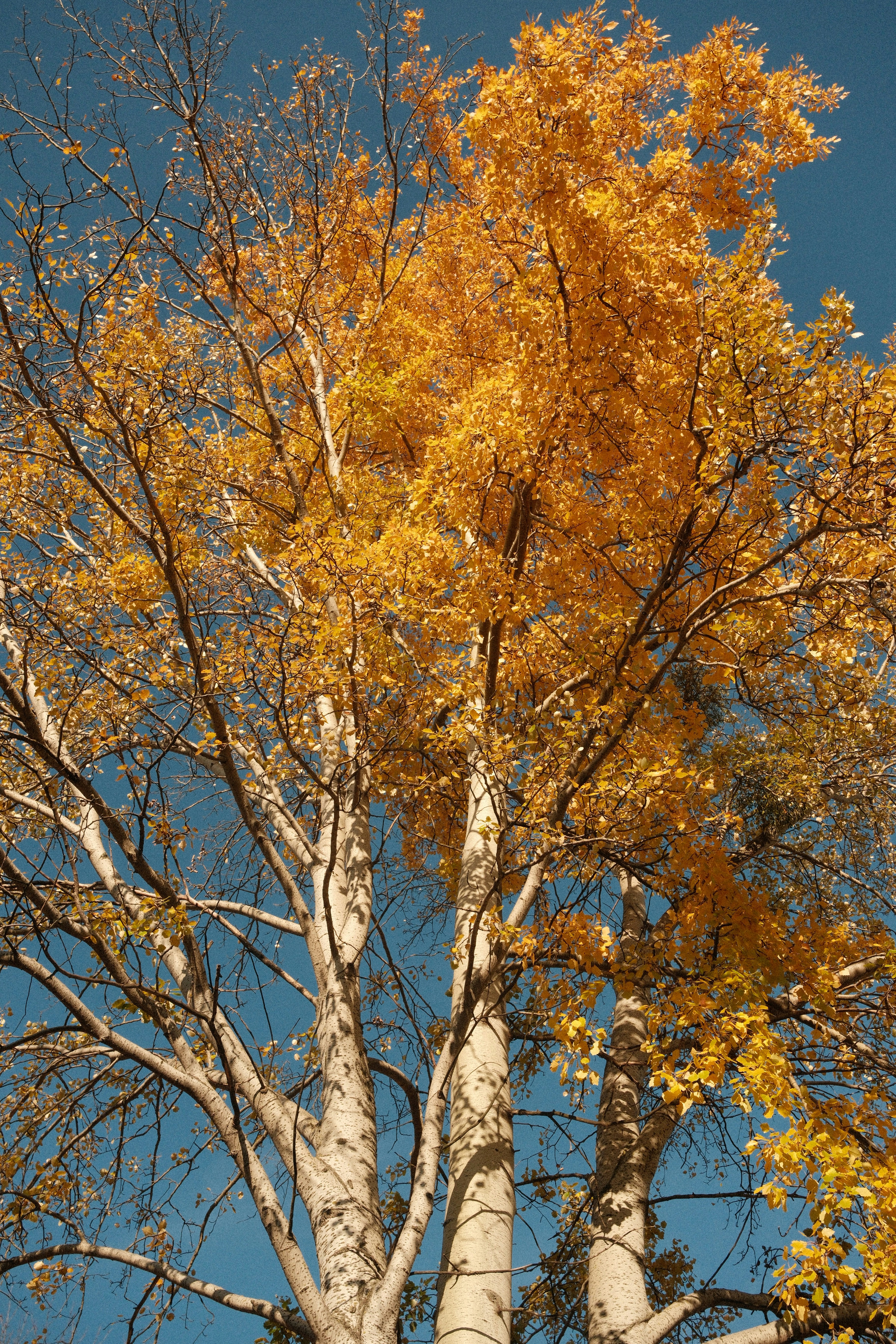 Autumn Golds Against a Clear Azure Canvas