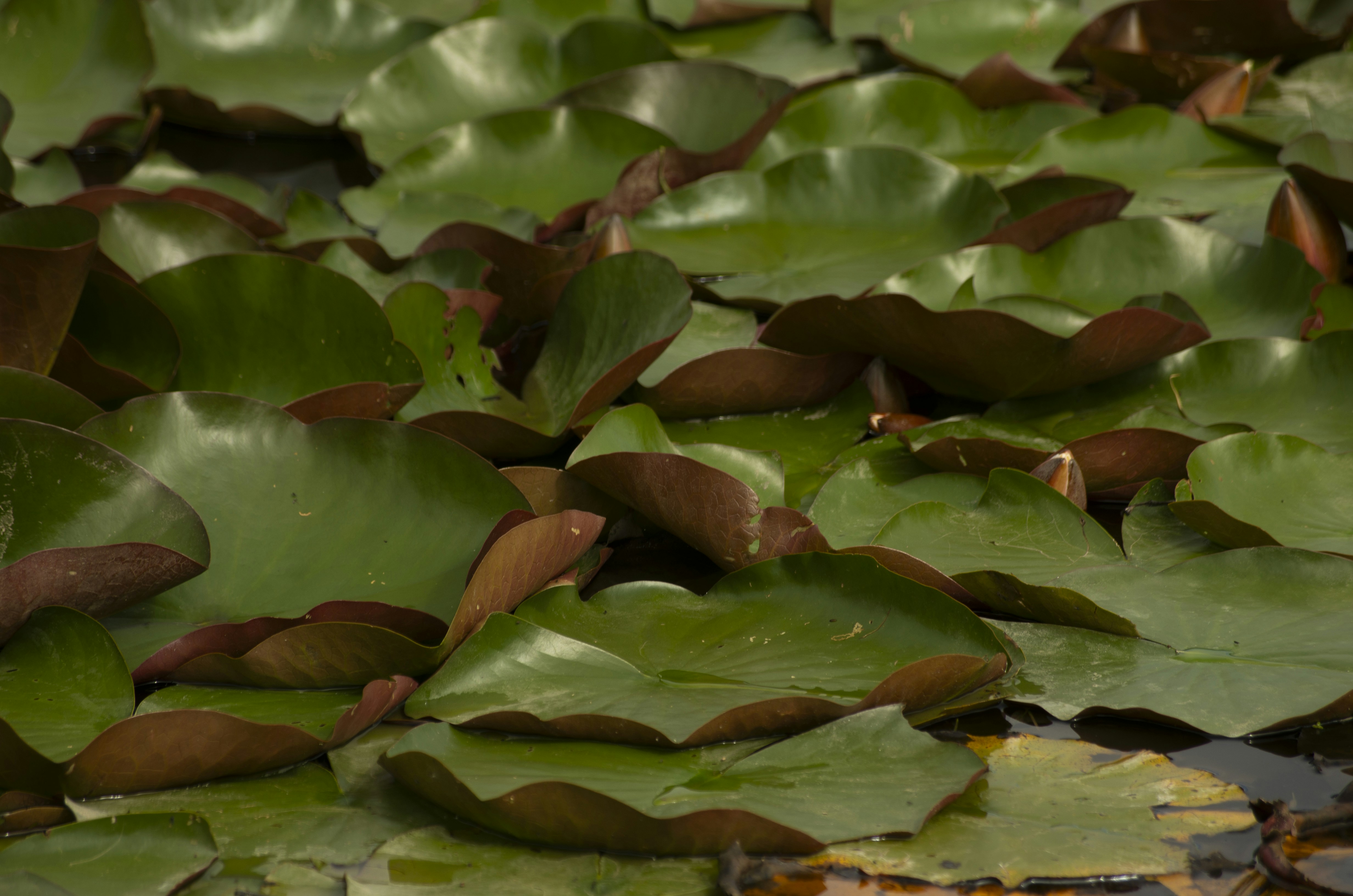 Floating Sanctuary: A Quiet Tangle of Lily Pads