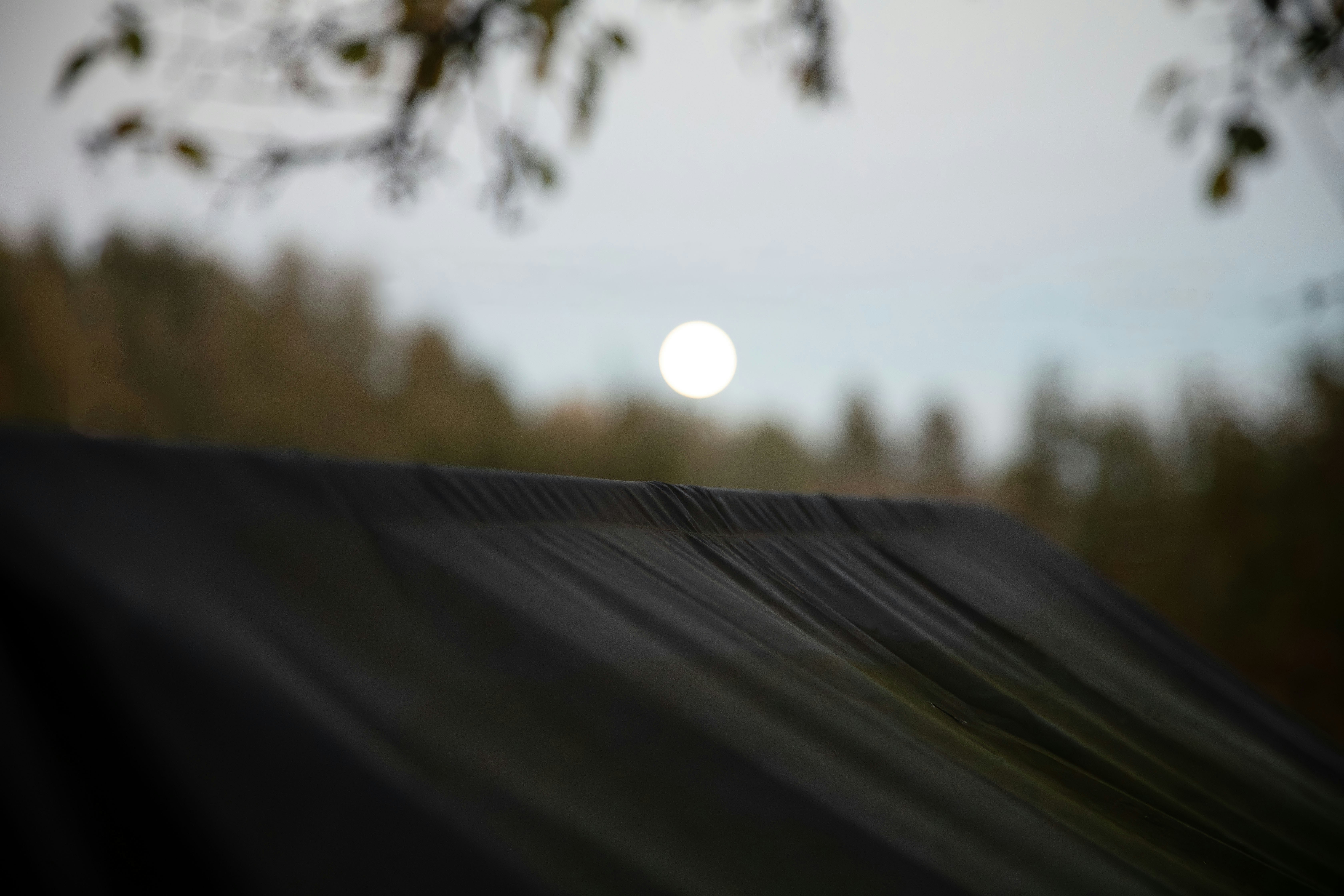 Moonrise over the Draped Canopy