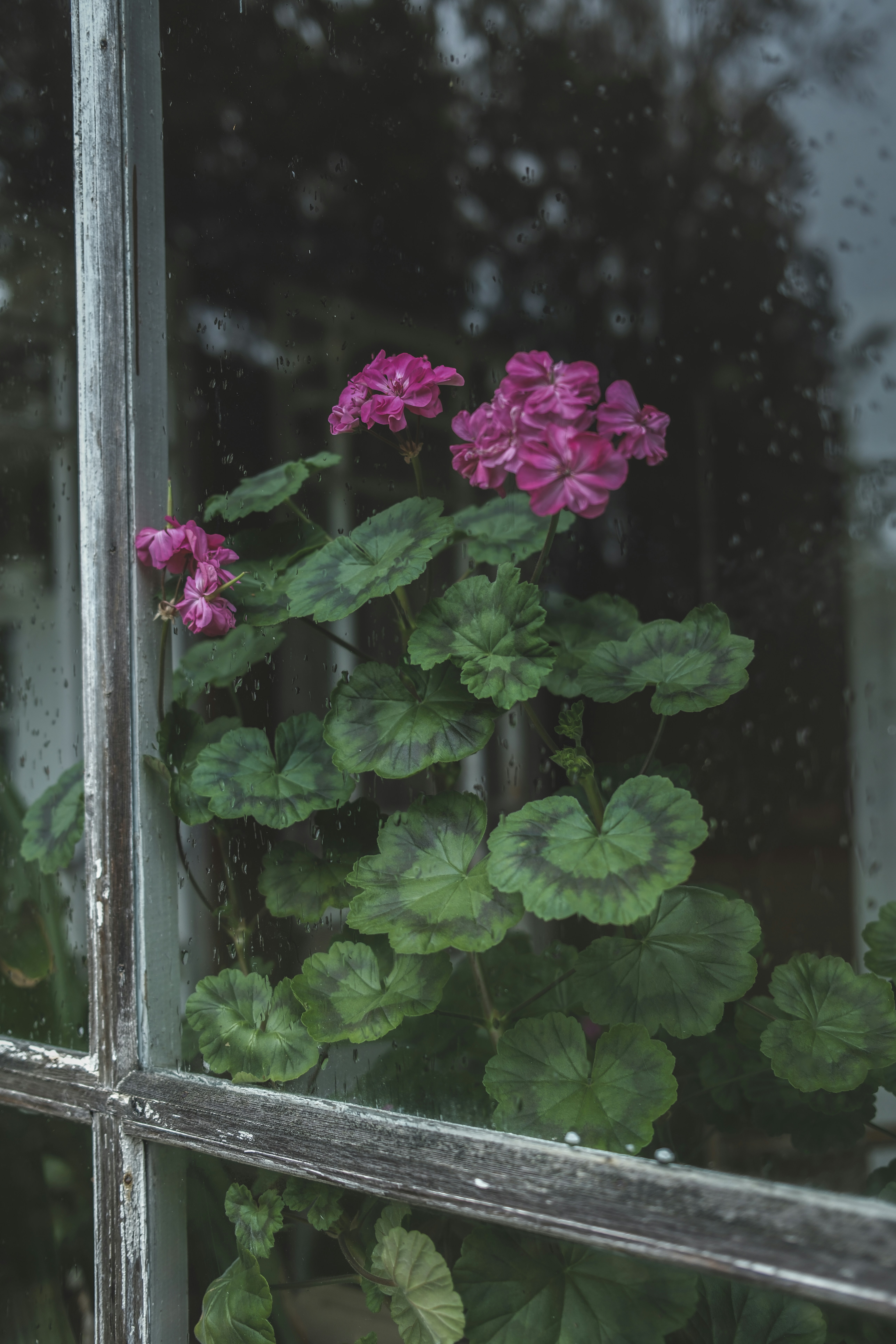 Pink geranium blooms lean toward a rain-streaked window with green lobed leaves filling the frame. A quiet still life of plants behind weathered glass.