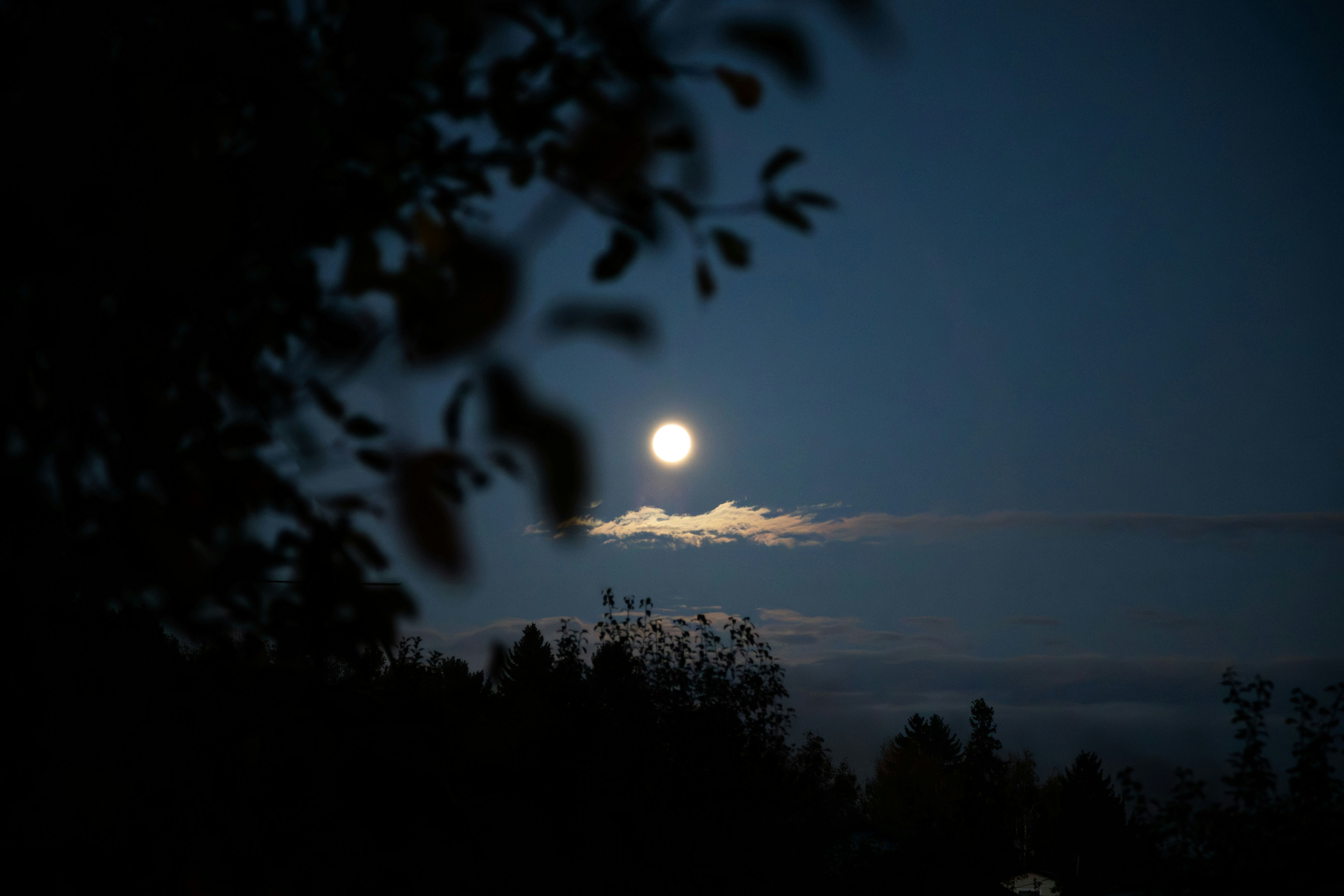 Moonlit quiet: silhouette trees frame a lone moon above a cloud line