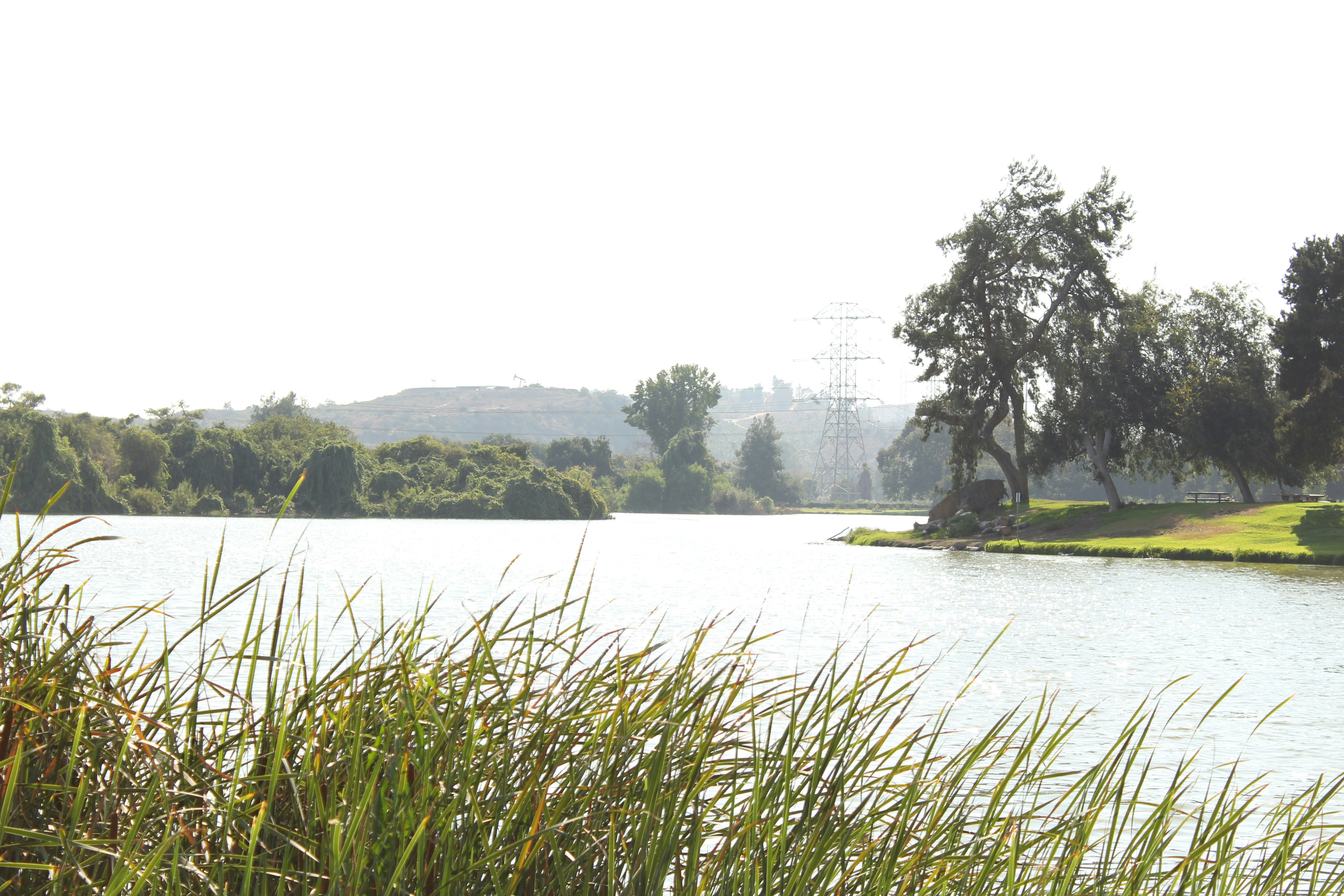 Bright lakeside scene with tall reeds in foreground, calm water extending to a tree-lined shore and distant hills. A tranquil landscape emphasizing natural light and open space.