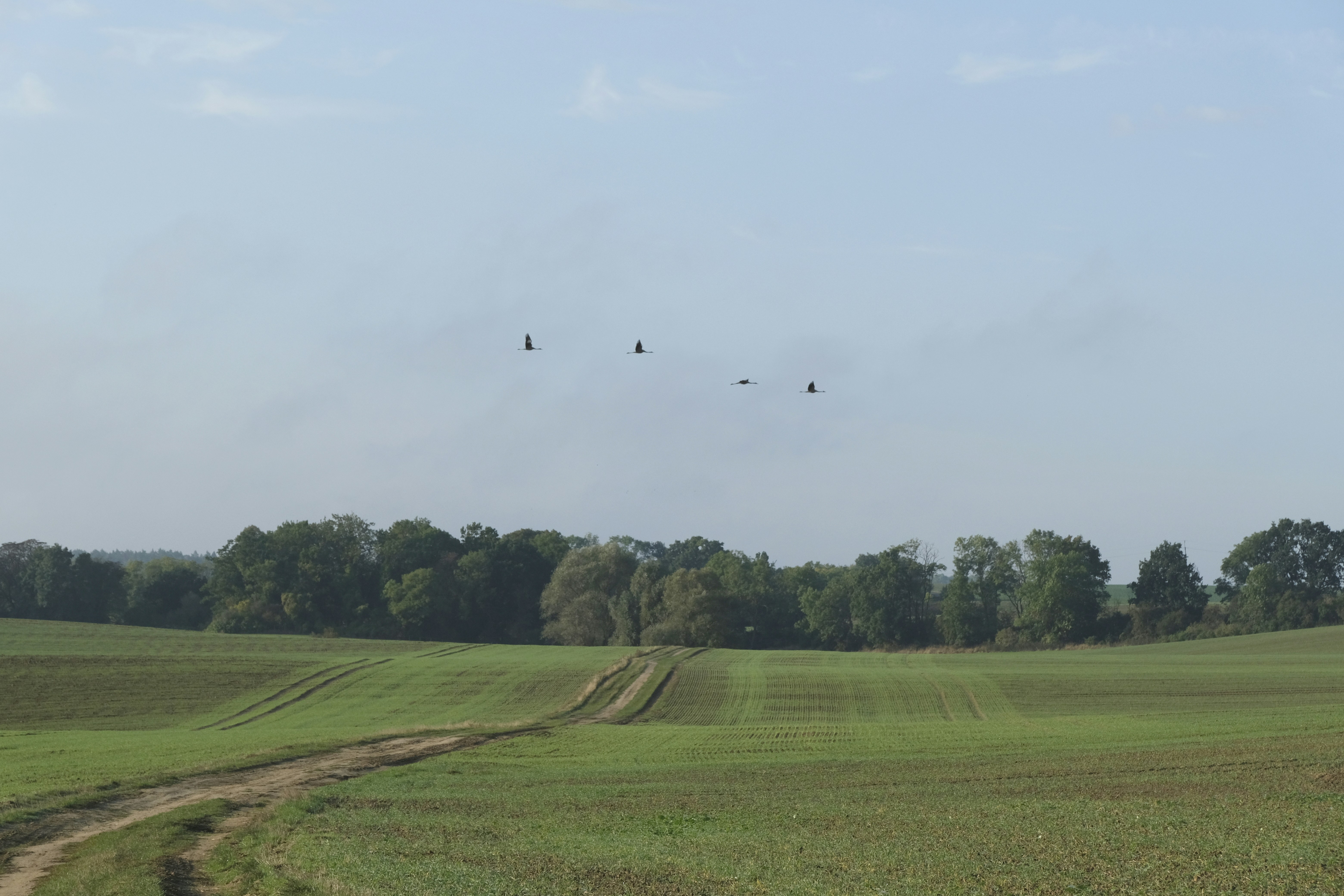 Vast Wheat Fields Meet a Flock of Migrants