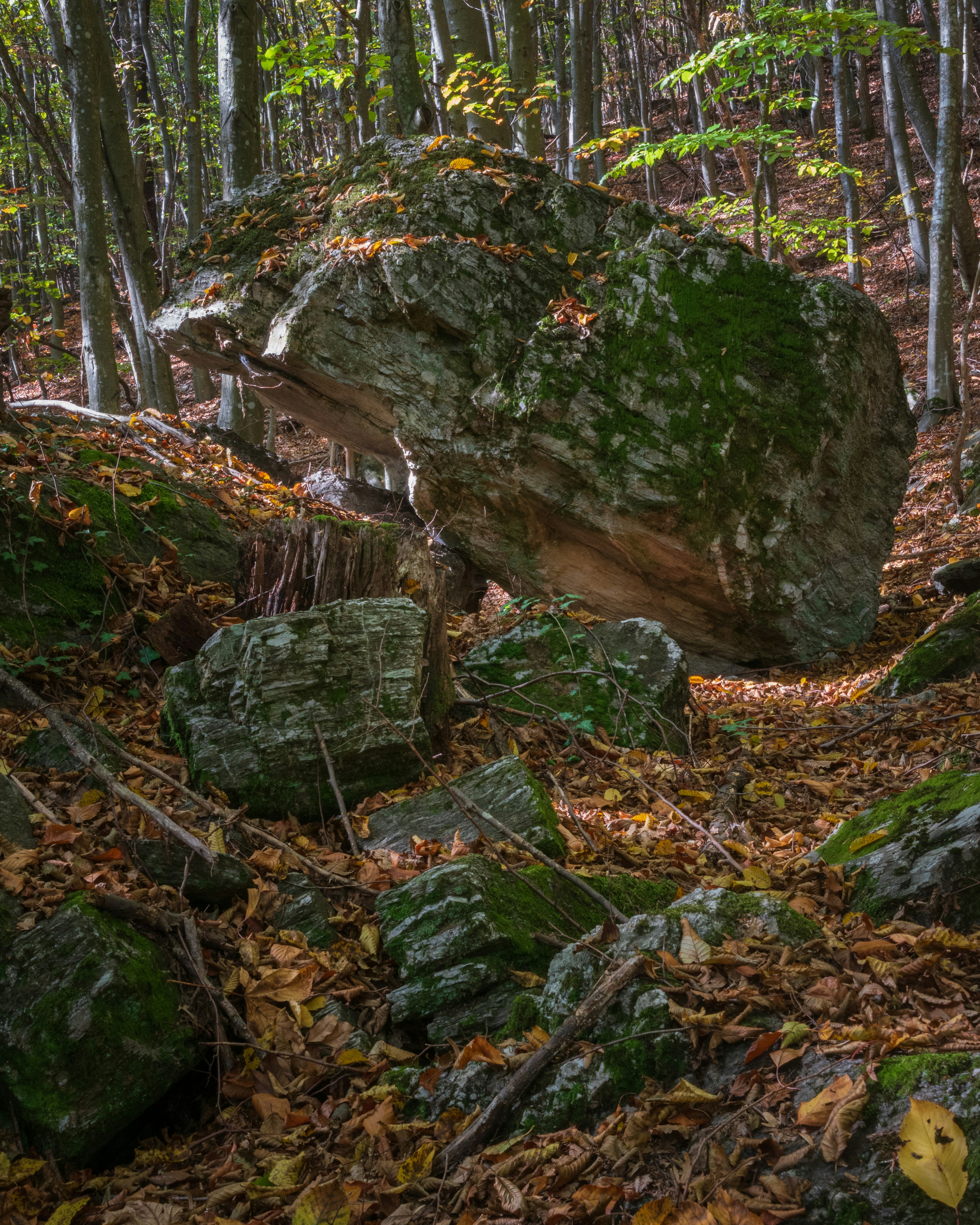 Boulder Balance: A Moss-Cwept Sentinel in the Autumn Woods