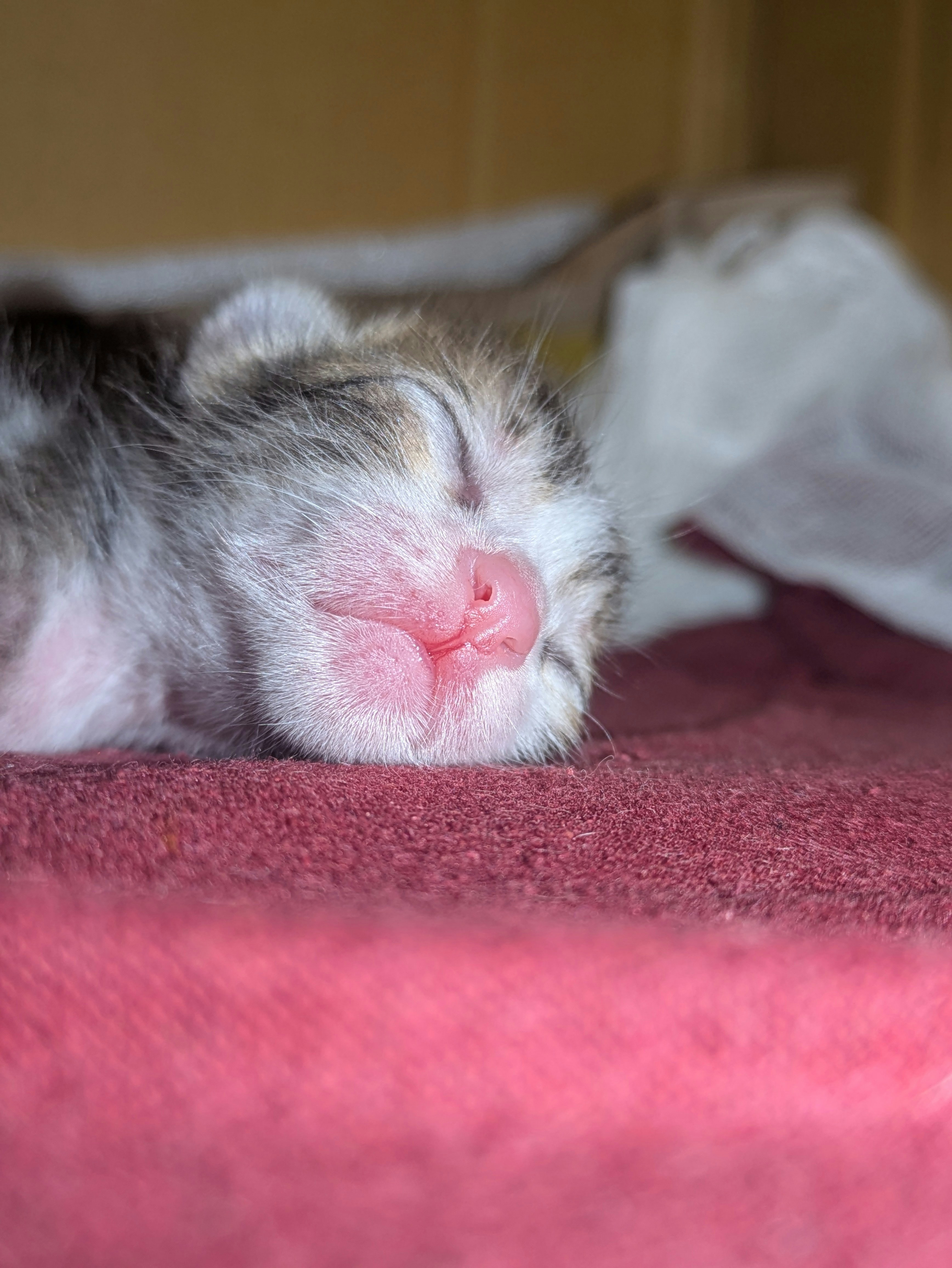 A close-up of a newborn kitten sleeping on a red textured surface; the soft pink nose and delicate fur are the focus, with a blurred background indicating a cozy indoor setting. Logo/brand marks not present.