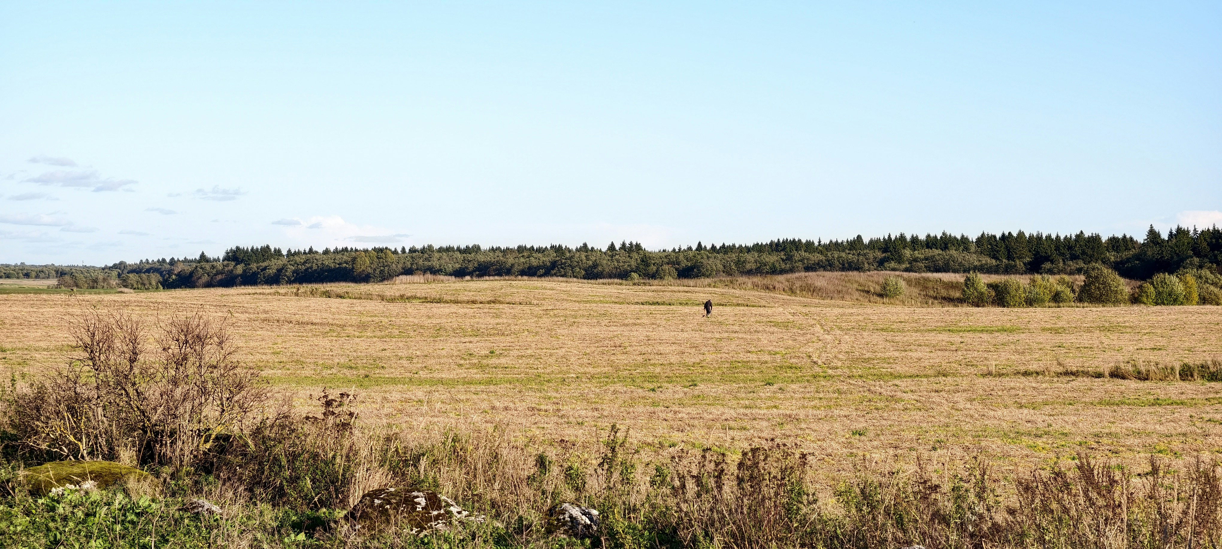 Sweeping rural landscape with a distant tree line under a clear blue sky; foreground grasses and shrubs frame an expansive harvested field.