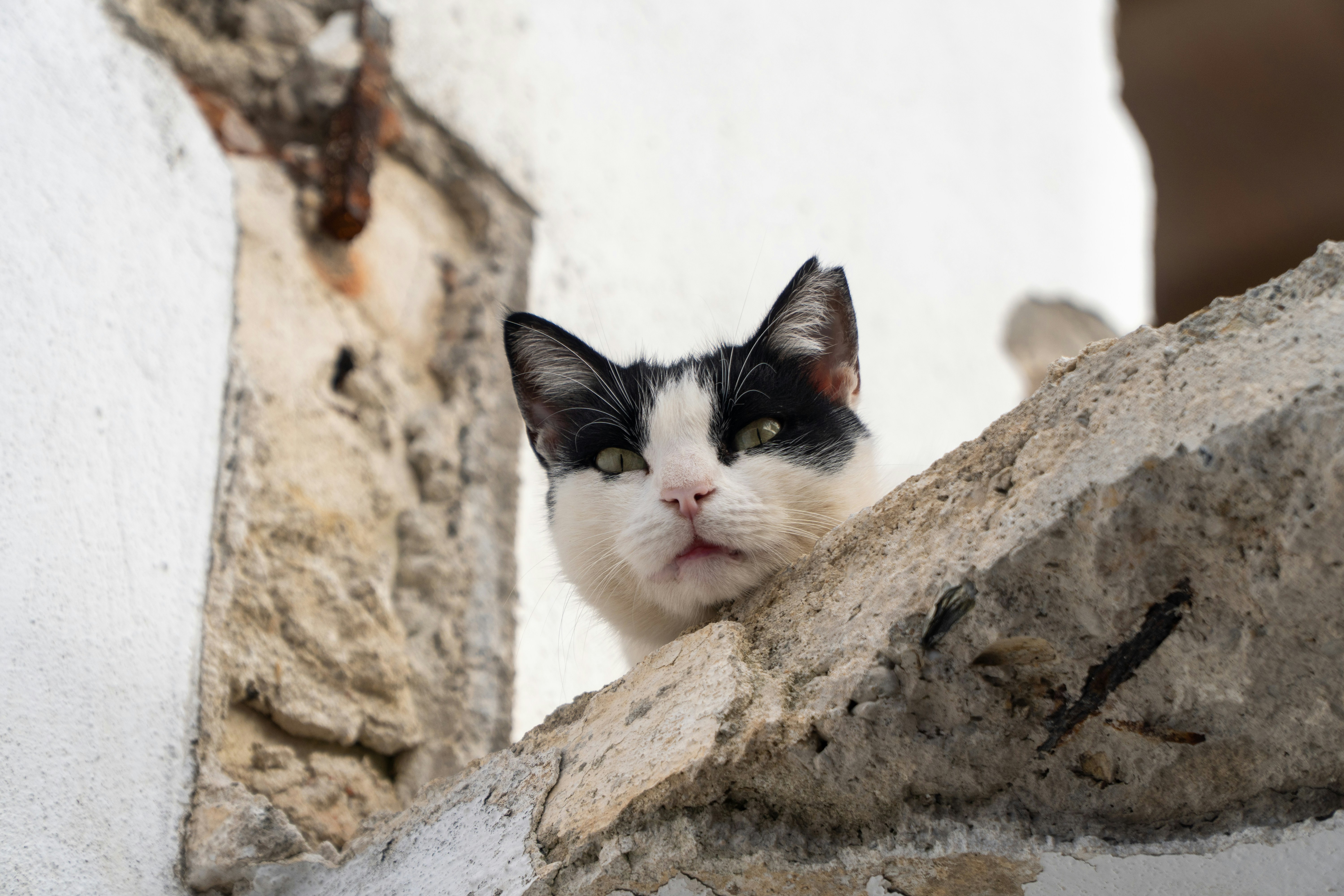 Cat Peeking Over the Wall: A Curious Poise from a Crumbling Gap