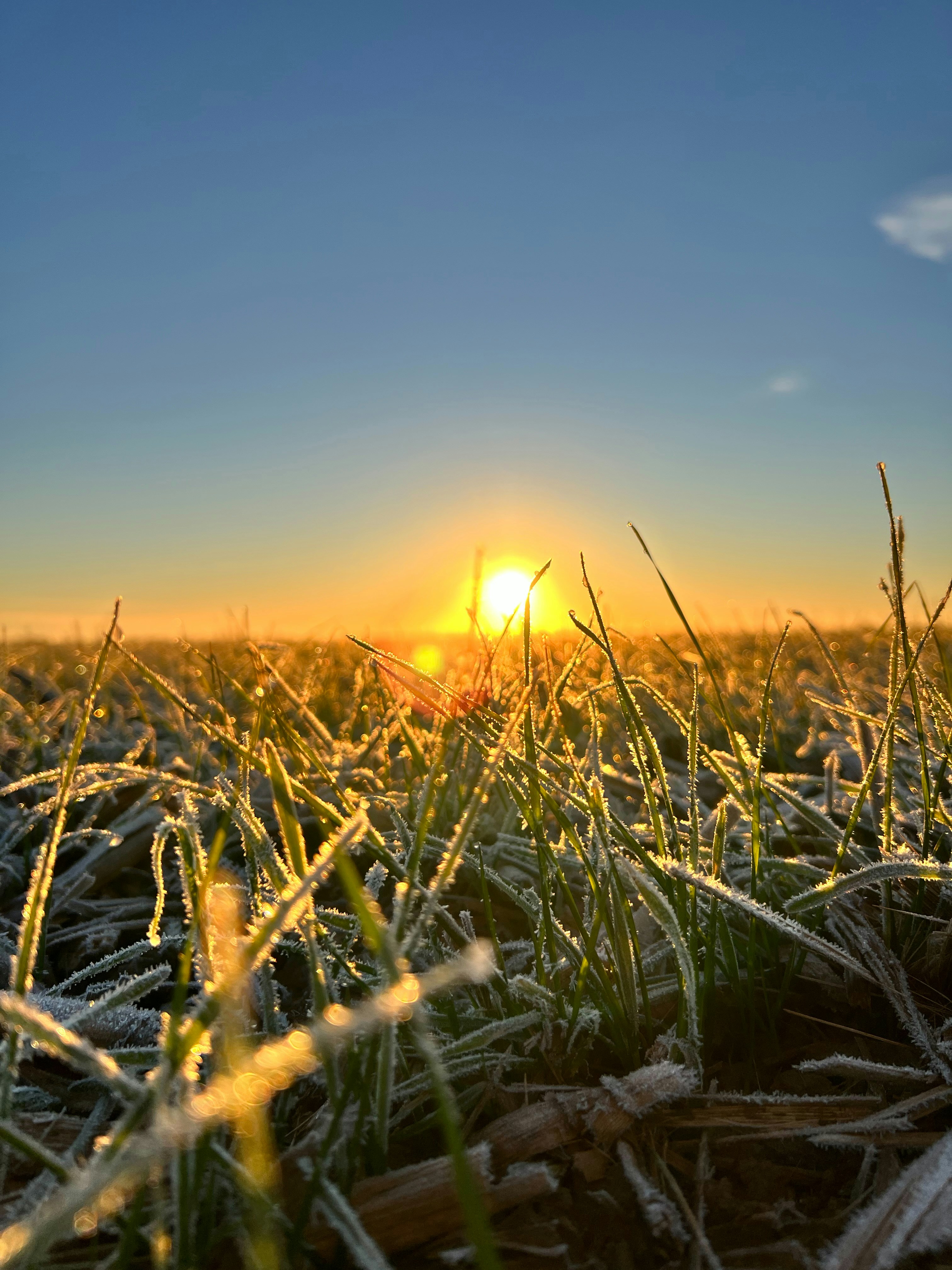 Dawn Frost on a Frosted Meadow