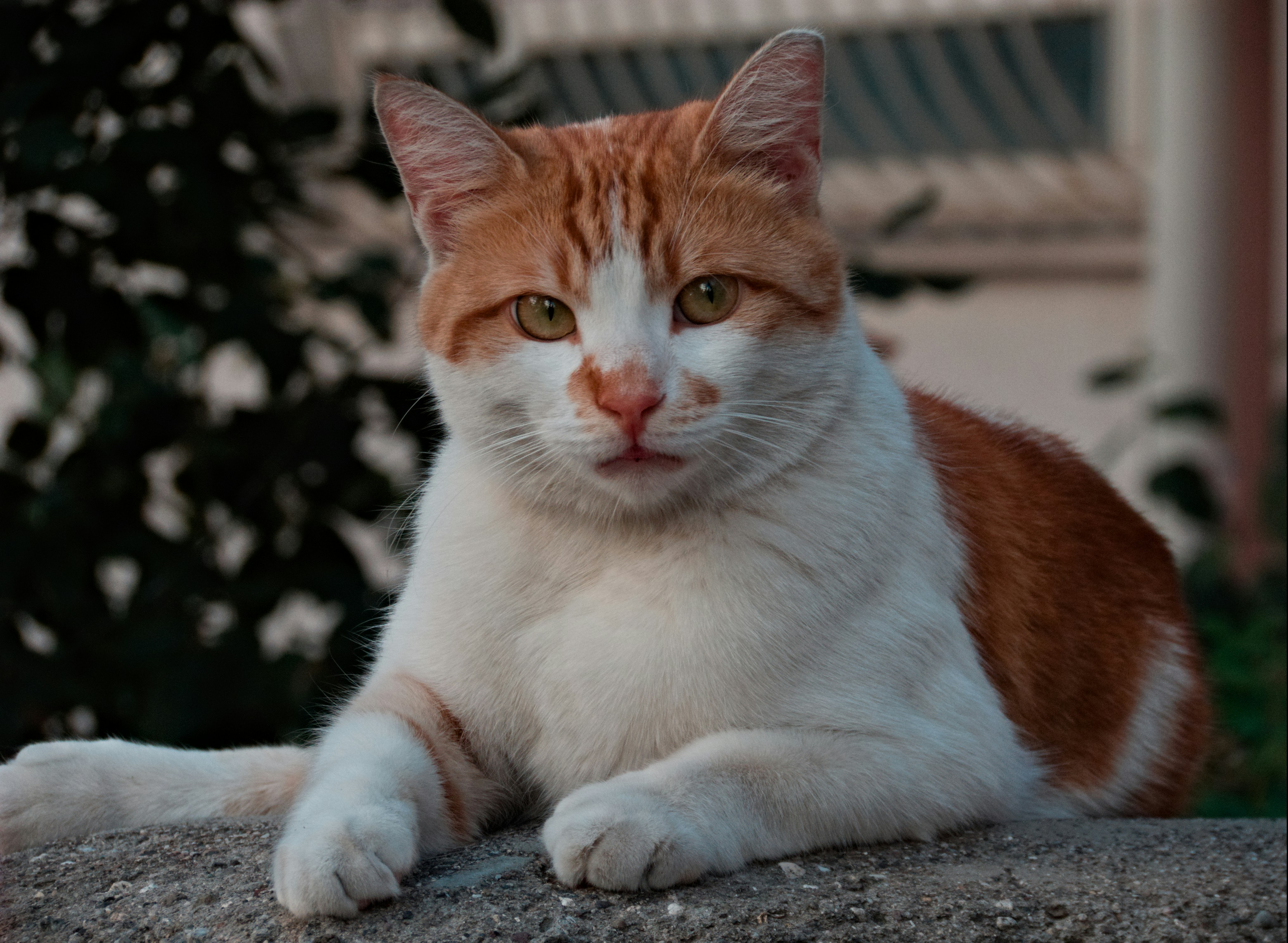 Cozy Orange and White Cat Lounging on a Concrete Surface