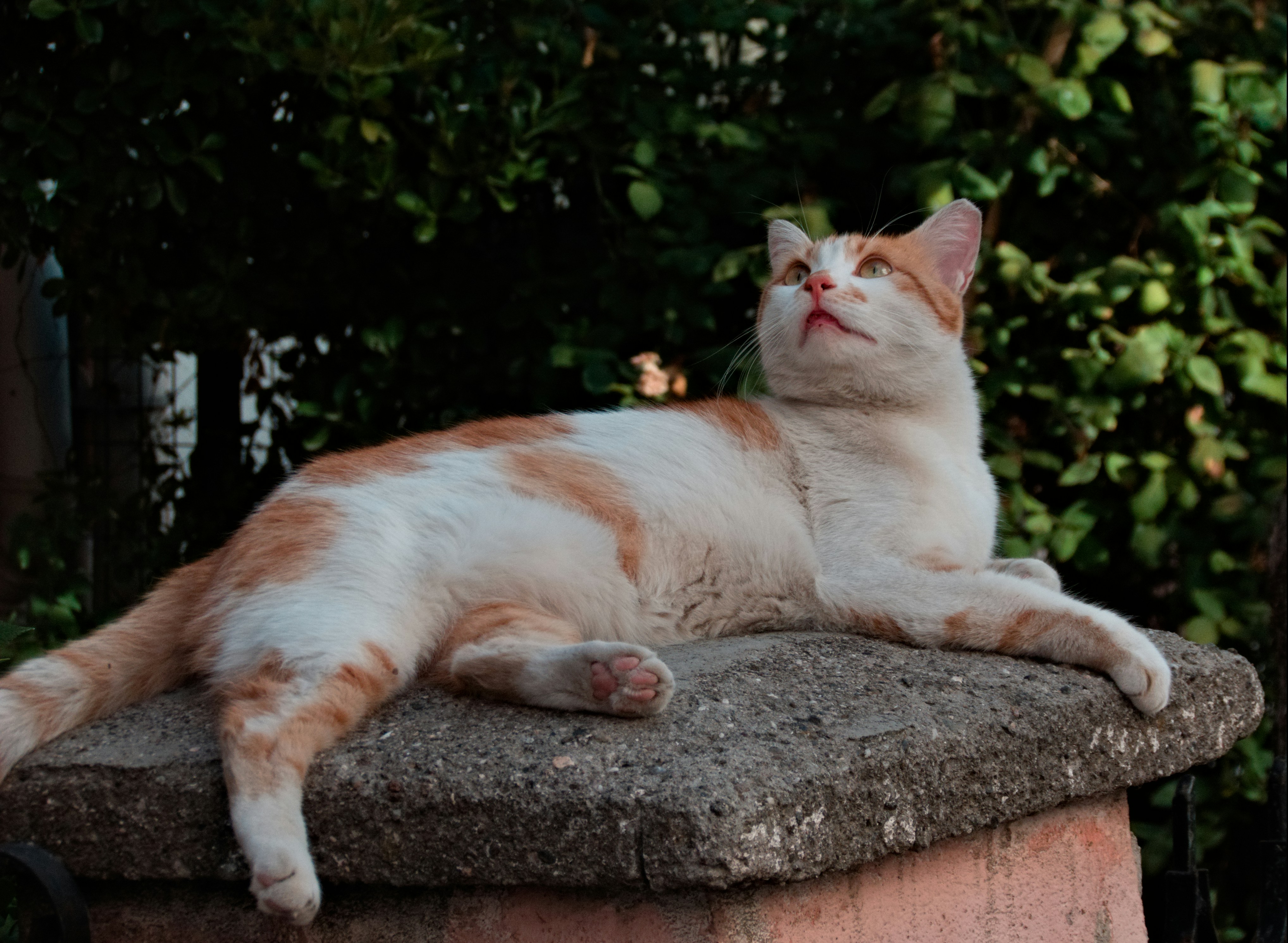 Sunlit Sphinx: Resting on a Stone Pedestal
