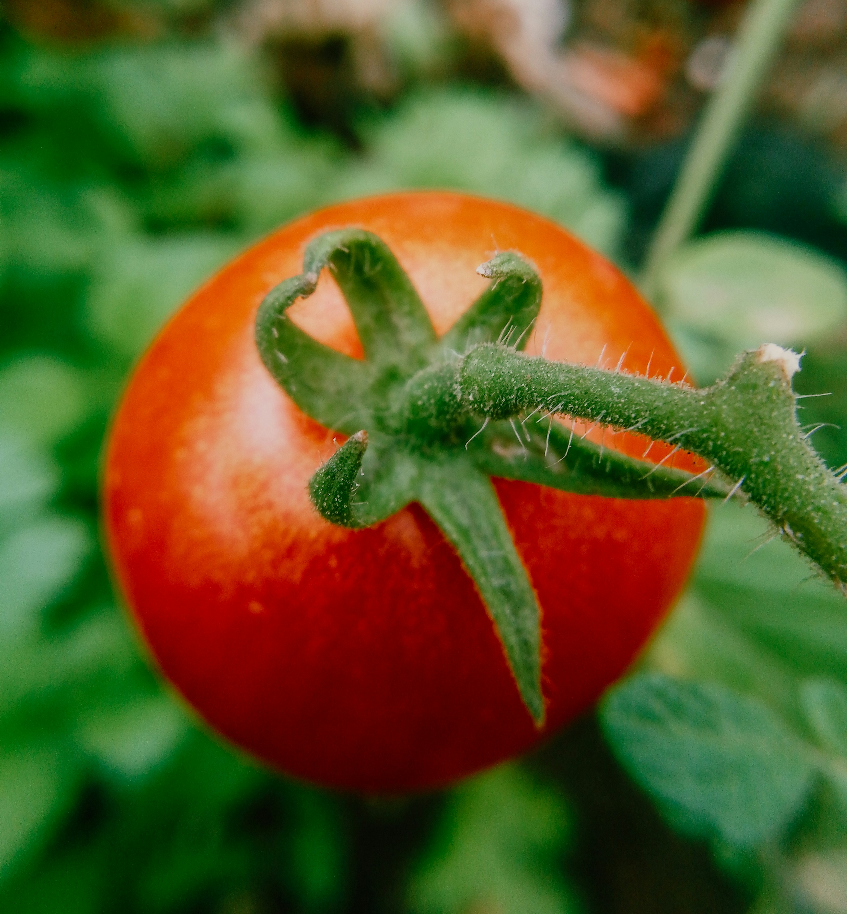 Close-Up Tomato Spotlight: Hairy Stem Reaches Across a Vibrant Red Fruit